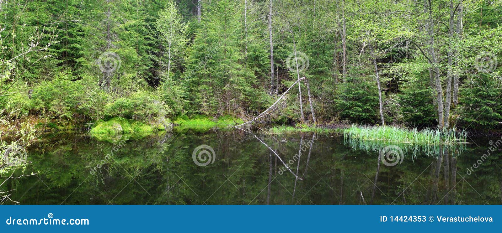 Bog Muck Lake in National Park Stock Image - Image of mirroring, blue ...