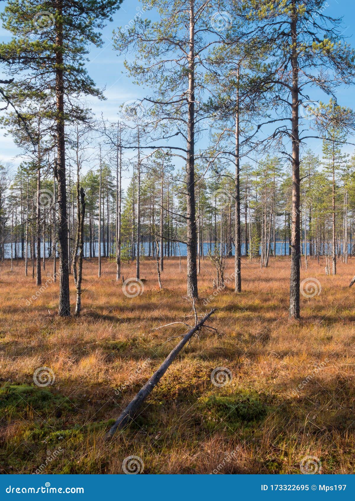Bog with Pine Trees by Lake Stock Image - Image of nature, lake: 173322695