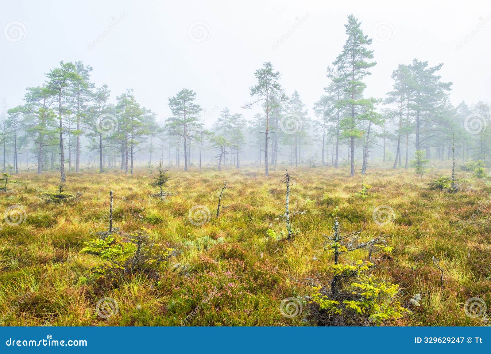 Bog with Pine Trees in the Mist at Autumn Stock Image - Image of nature ...