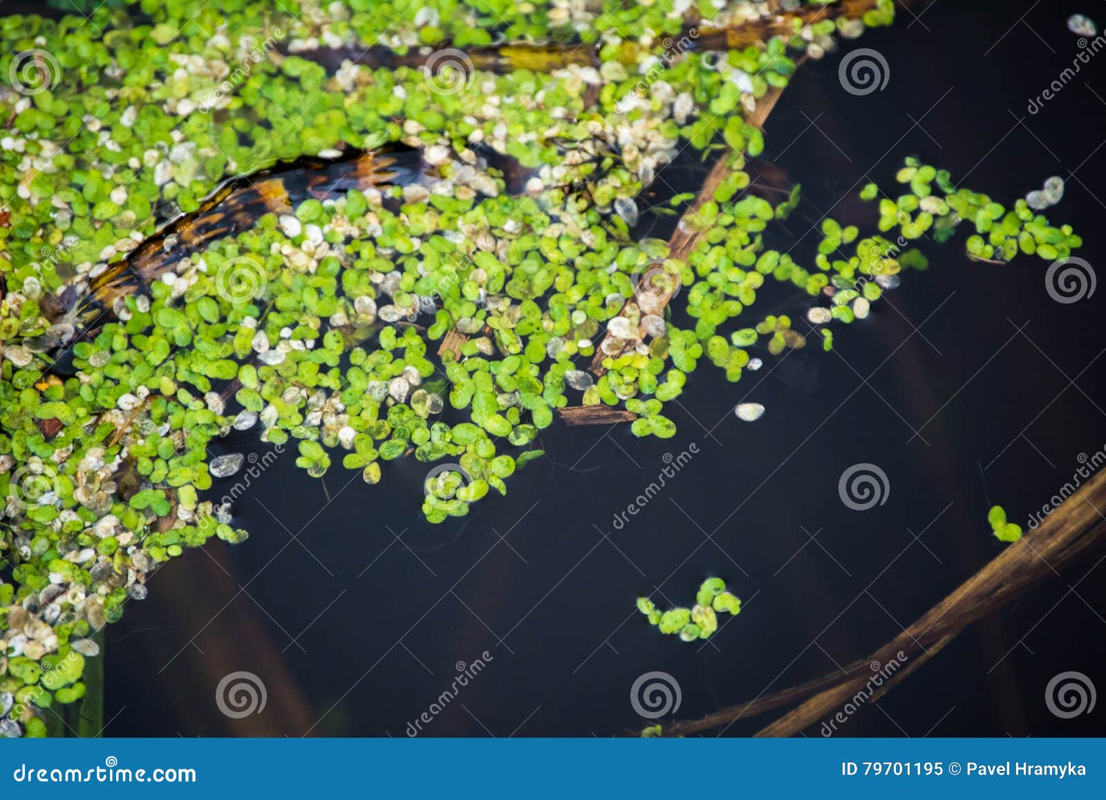 Bog Plants a Green Color Tropical Stock Image - Image of bogs, view ...