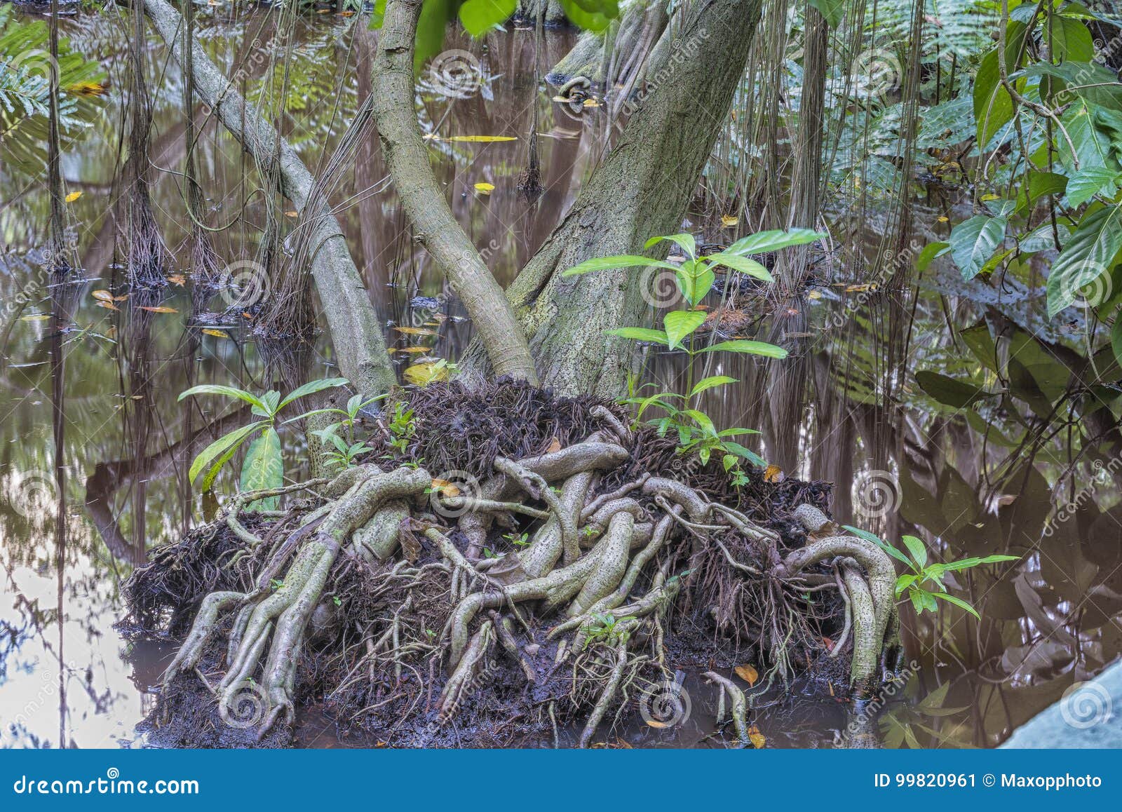 The Bog in the Primeval Forest with Trees and Plants Stock Image ...