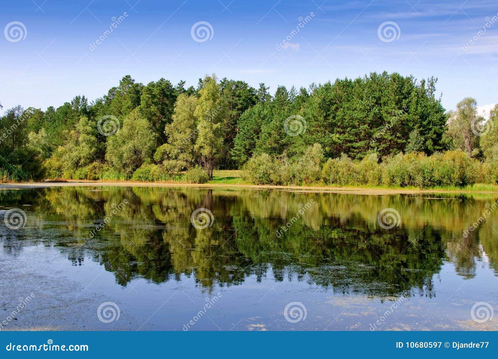 Bog with Reflection on the Fringe of the Forest Stock Image - Image of ...