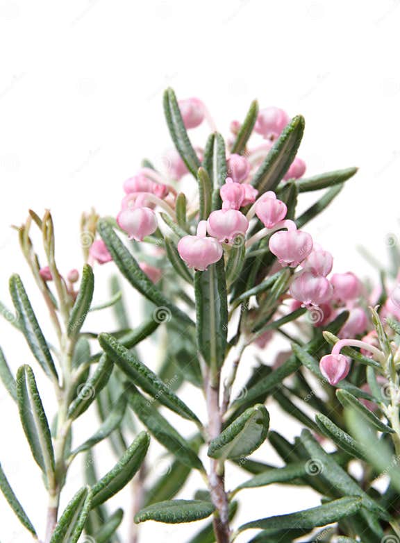 Bog-rosemary stock image. Image of evergreen, nothern - 4695591