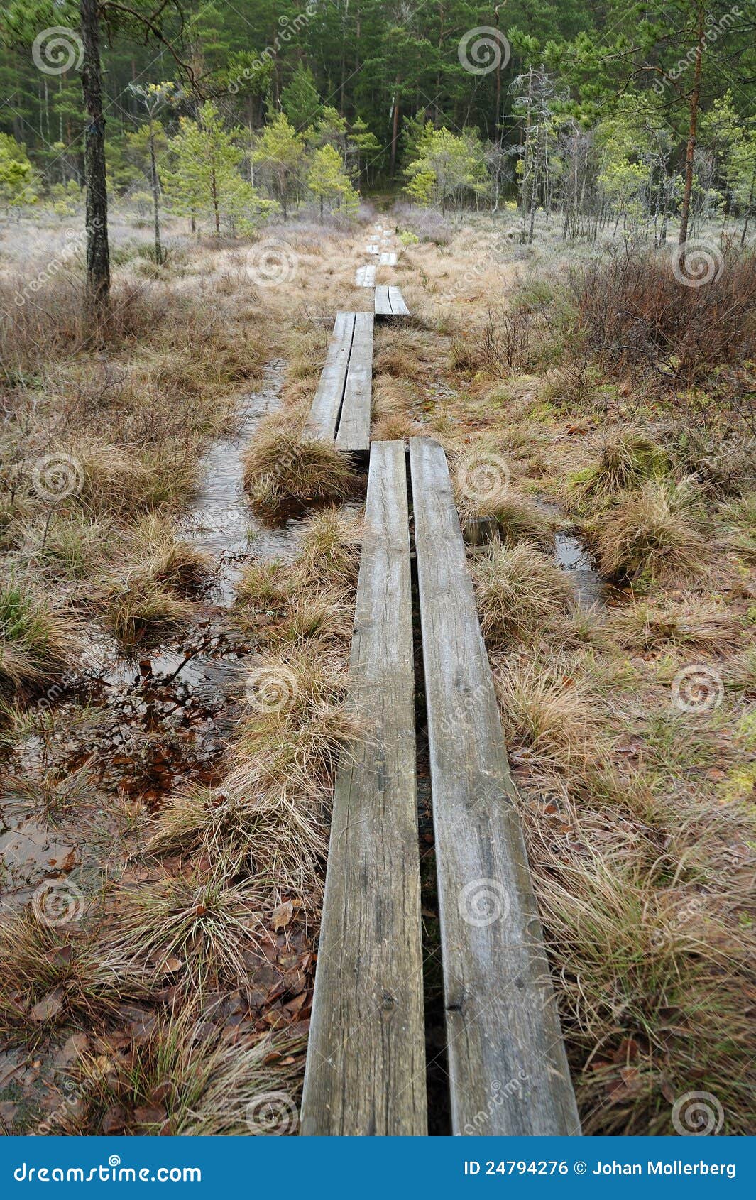Bog scenery stock photo. Image of swamp, grass, footpath - 24794276
