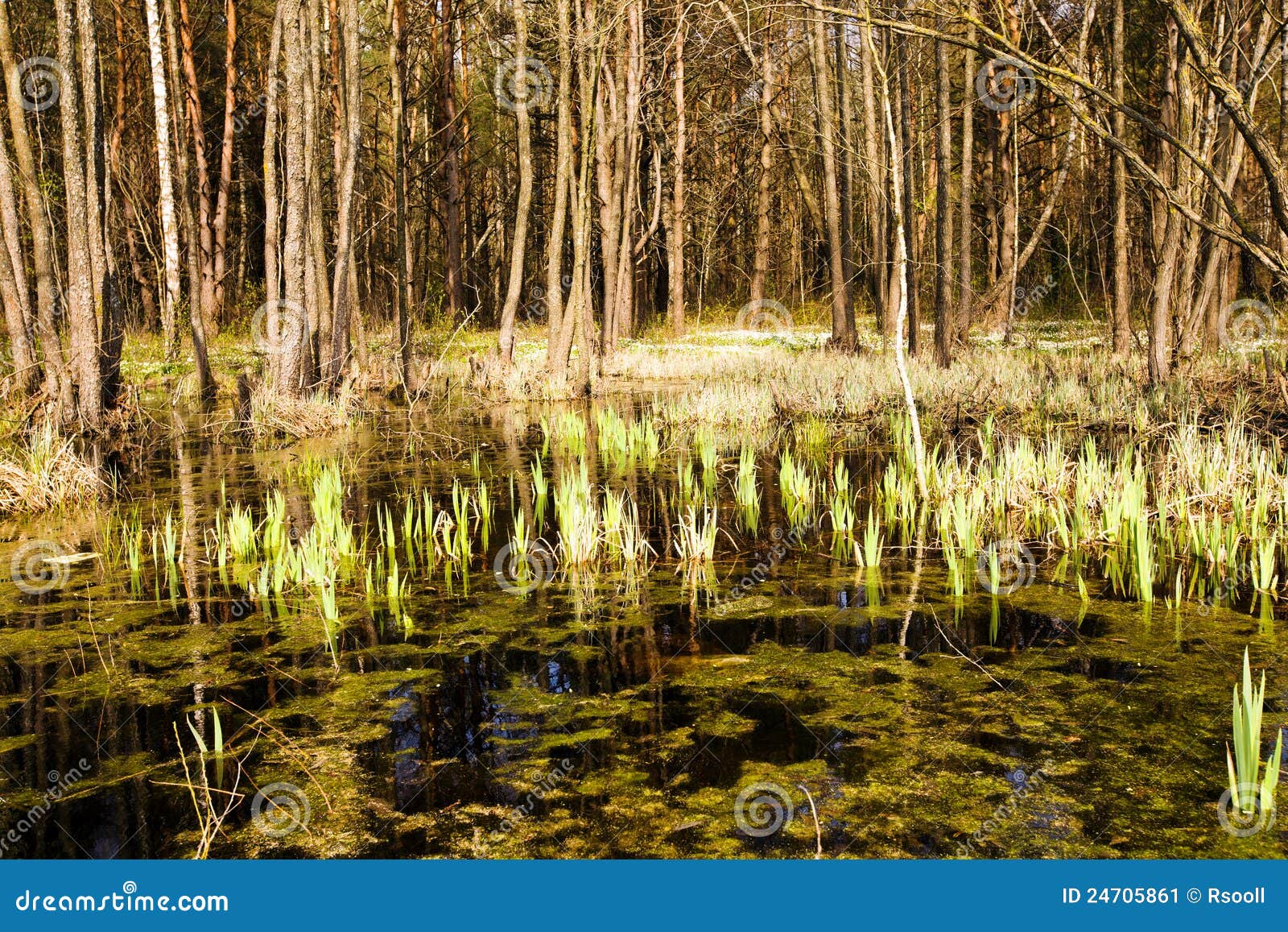 Bog (spring) stock image. Image of lush, environment - 24705861