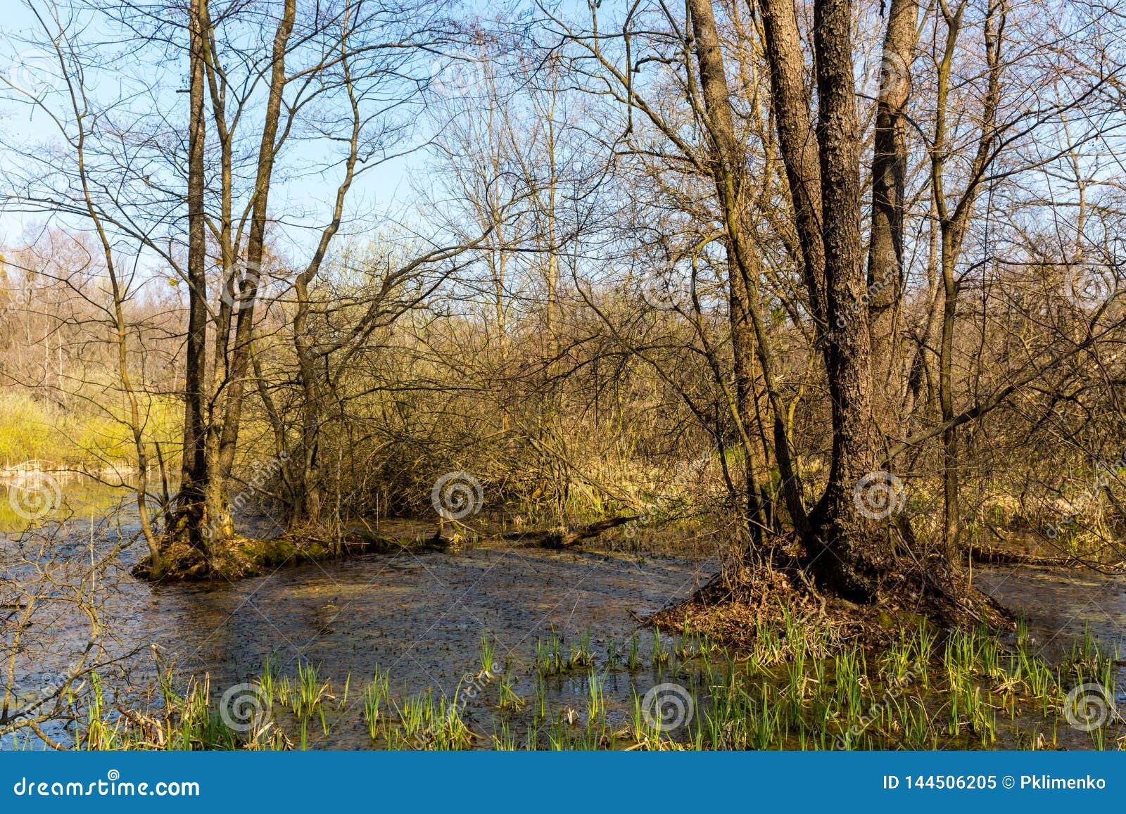 Bog in spring forest stock image. Image of plant, green - 144506205