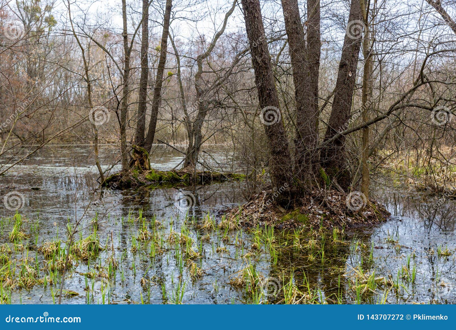 Bog in spring forest stock photo. Image of grass, deep - 143707272