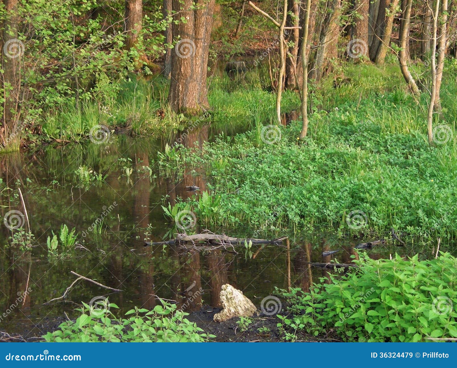 Bog at spring time stock image. Image of moor, edge, riverside - 36324479