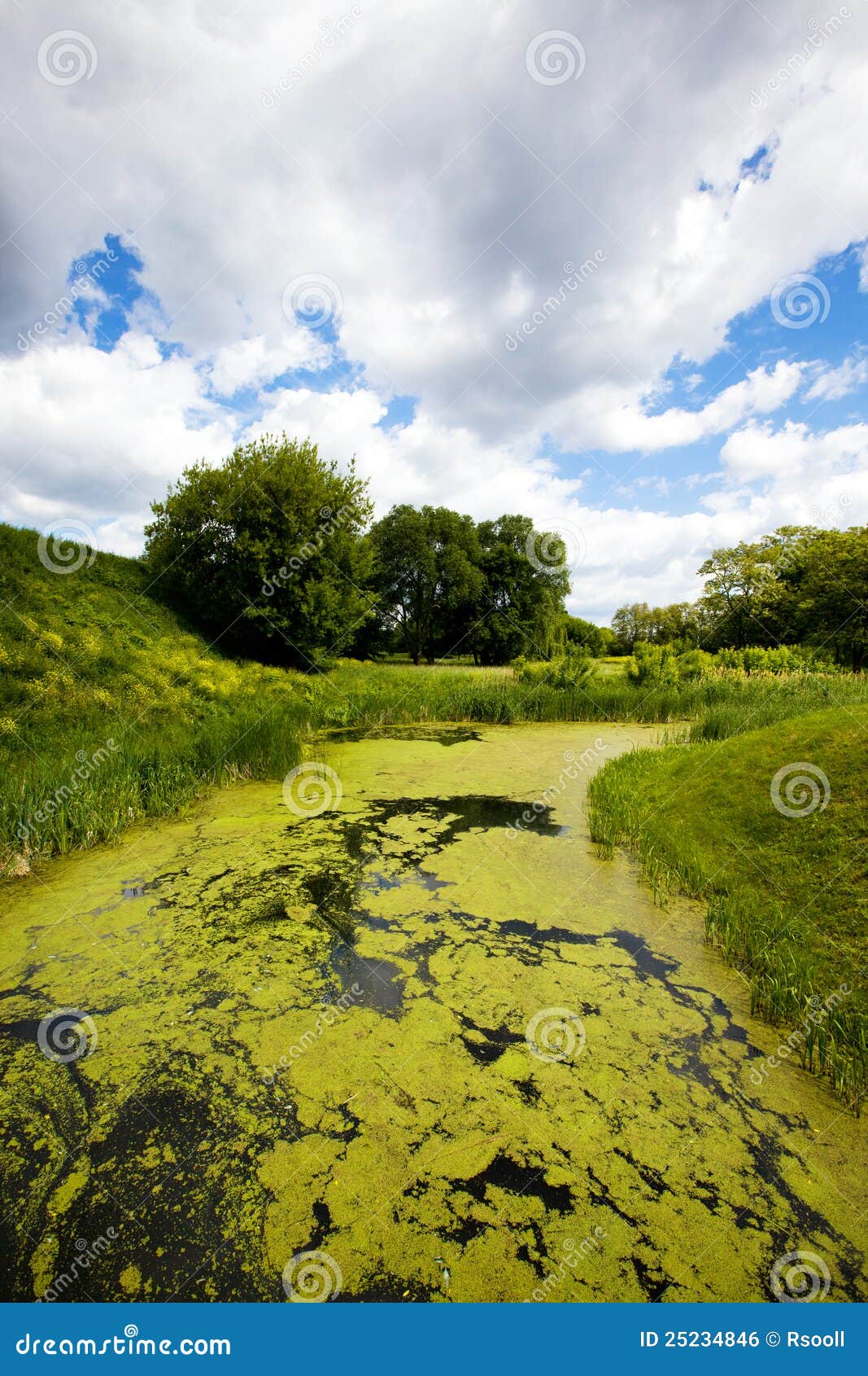 Bog (summer) stock photo. Image of pollution, marsh, color - 25234846