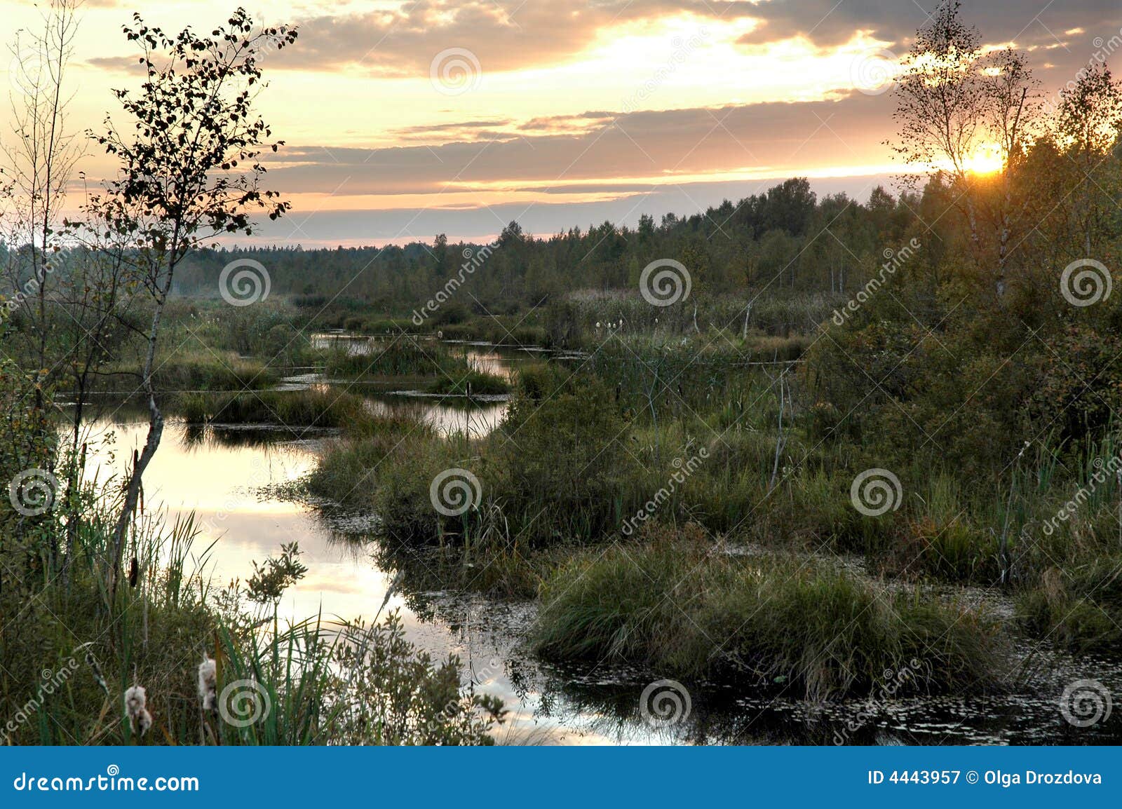 Bog at sunset stock image. Image of scenery, dawn, botanical - 4443957