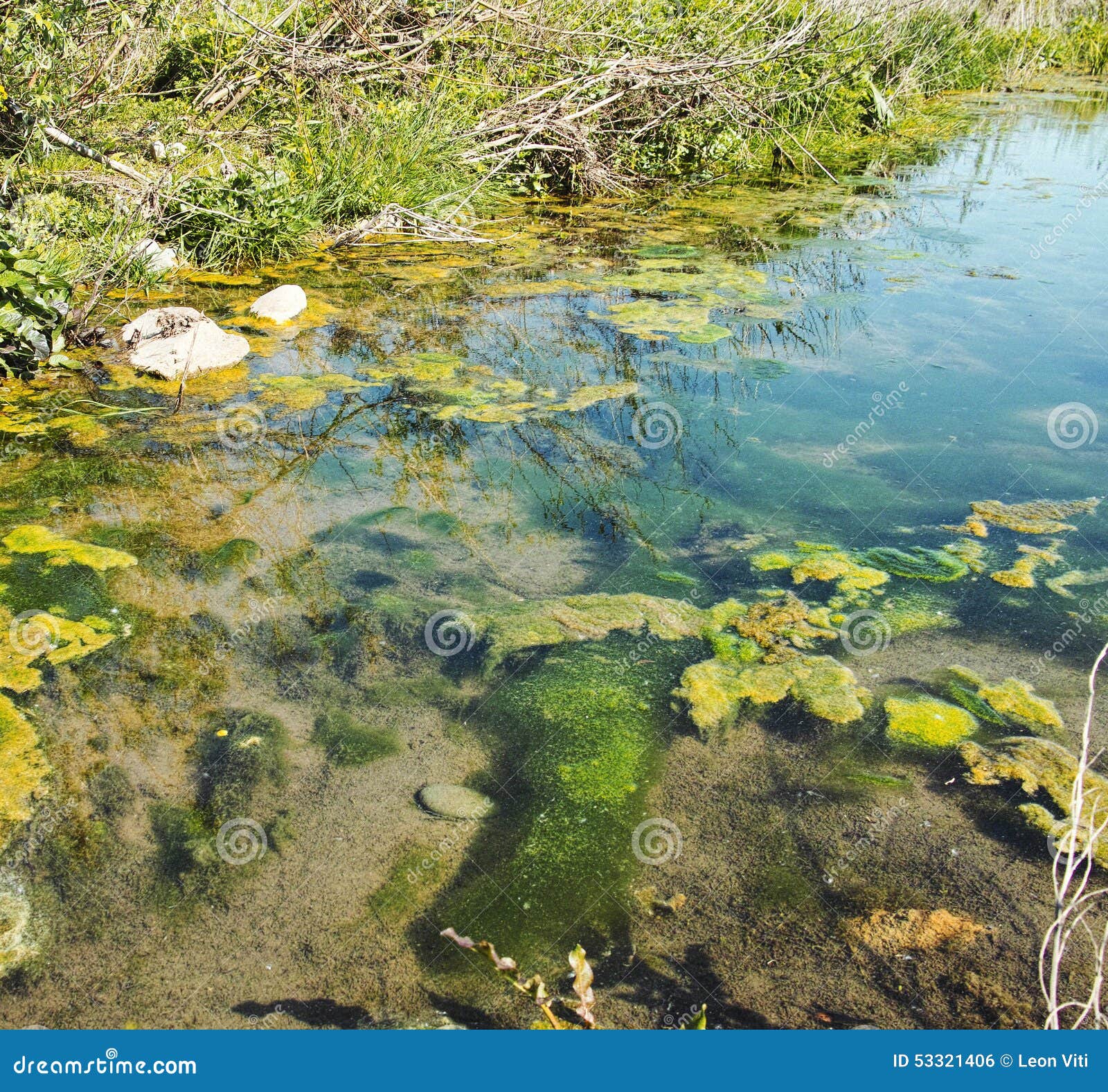 Bog swamp stock photo. Image of wilderness, water, climate - 53321406