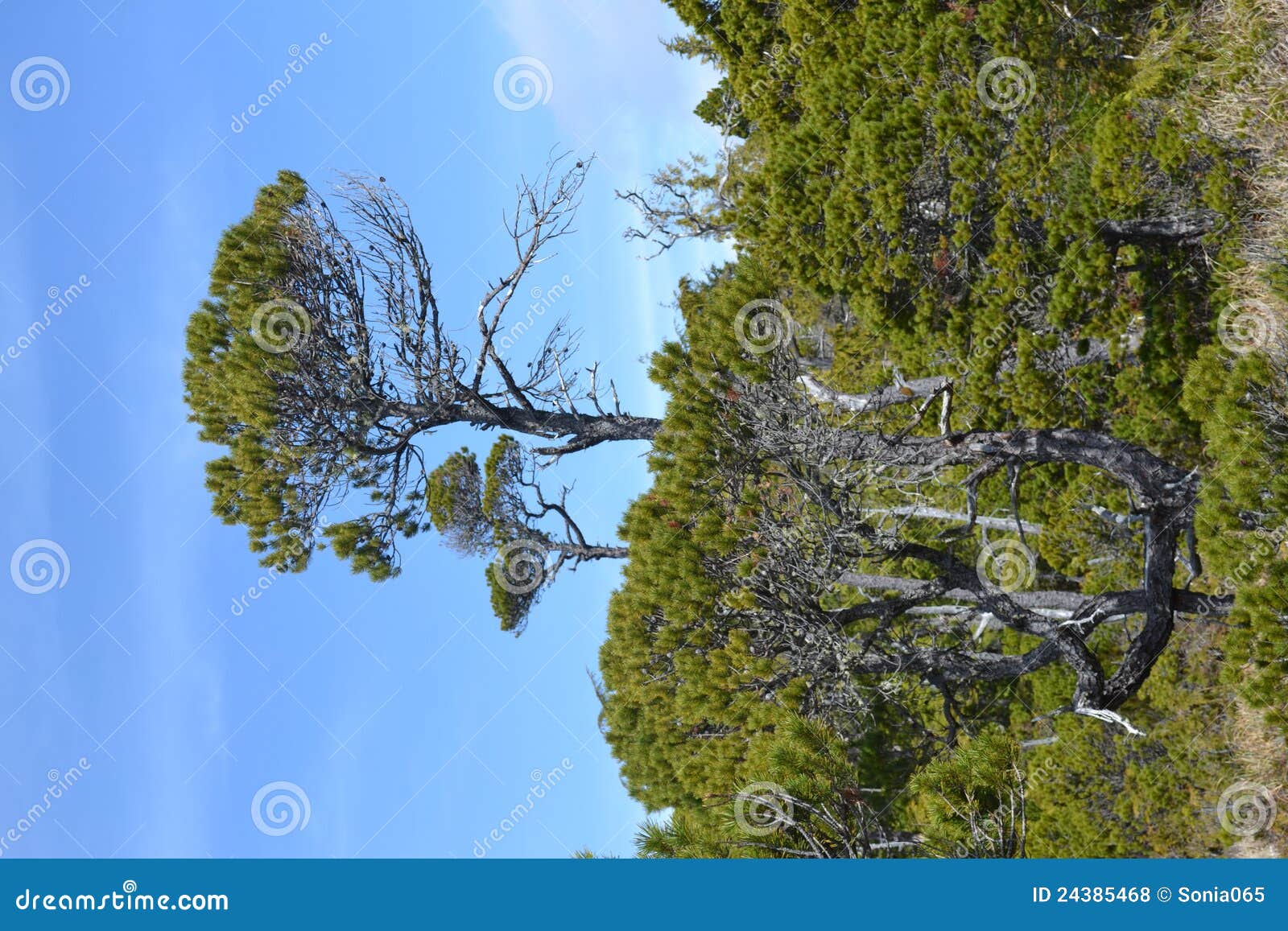 Bog tree stock photo. Image of pine, tall, park, growth - 24385468