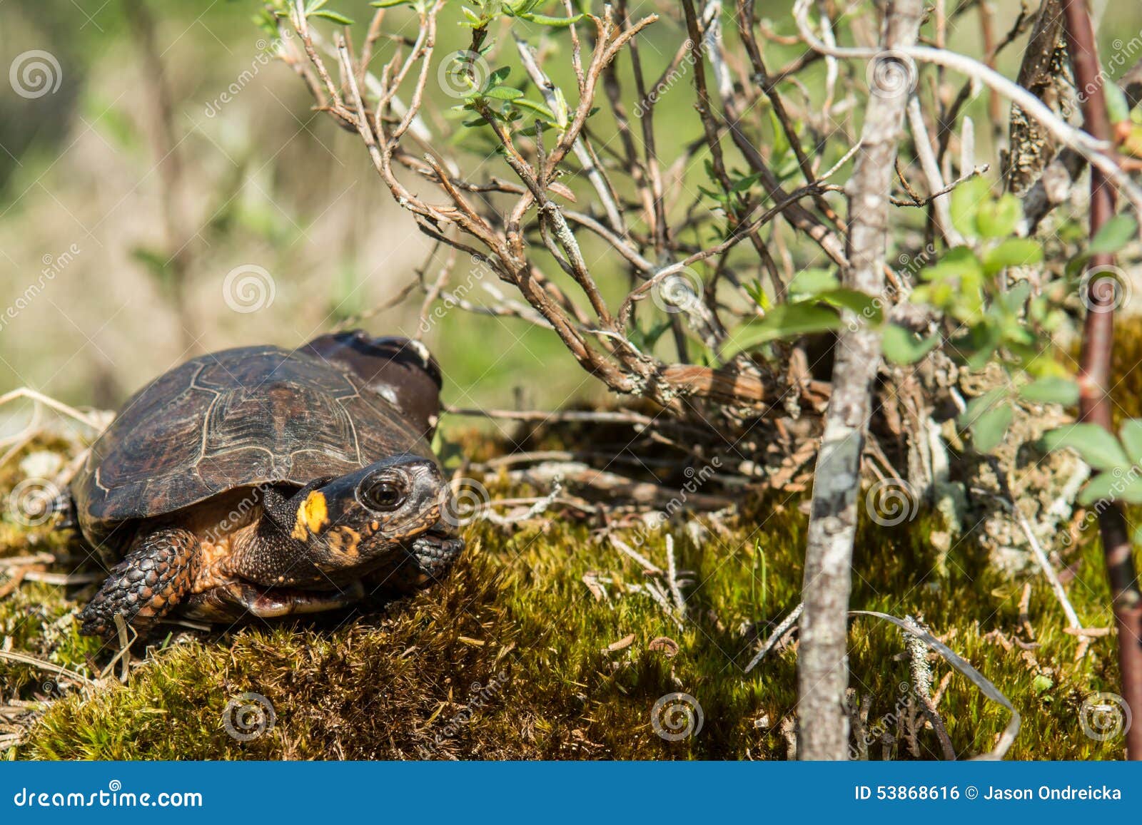 Bog Turtle stock photo. Image of education, efforts, fields - 53868616