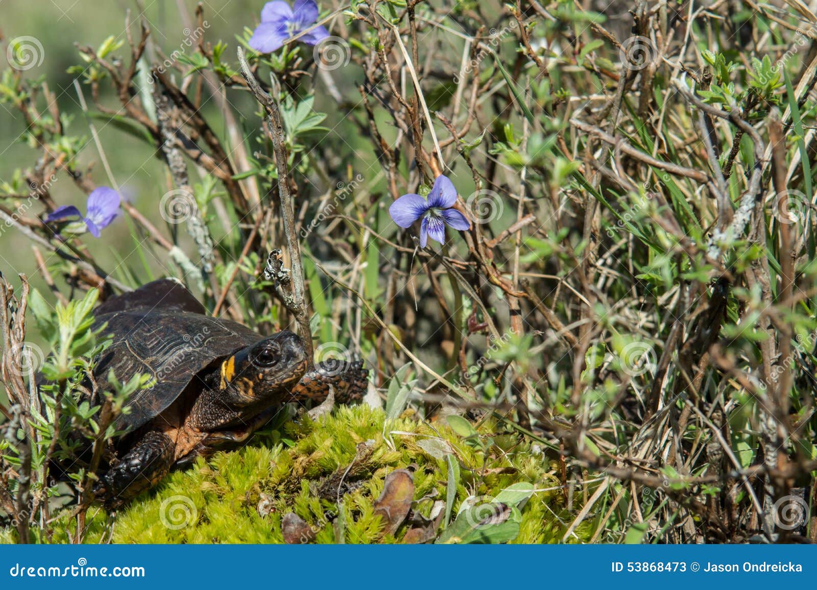 Bog Turtle stock image. Image of biodiversity, conservation - 53868473