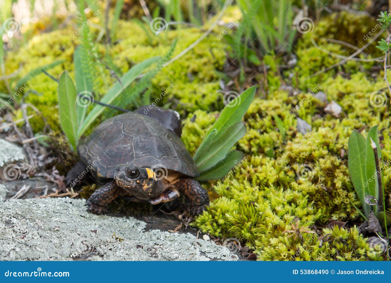 Bog Turtle stock photo. Image of close, declining, federally - 53868490