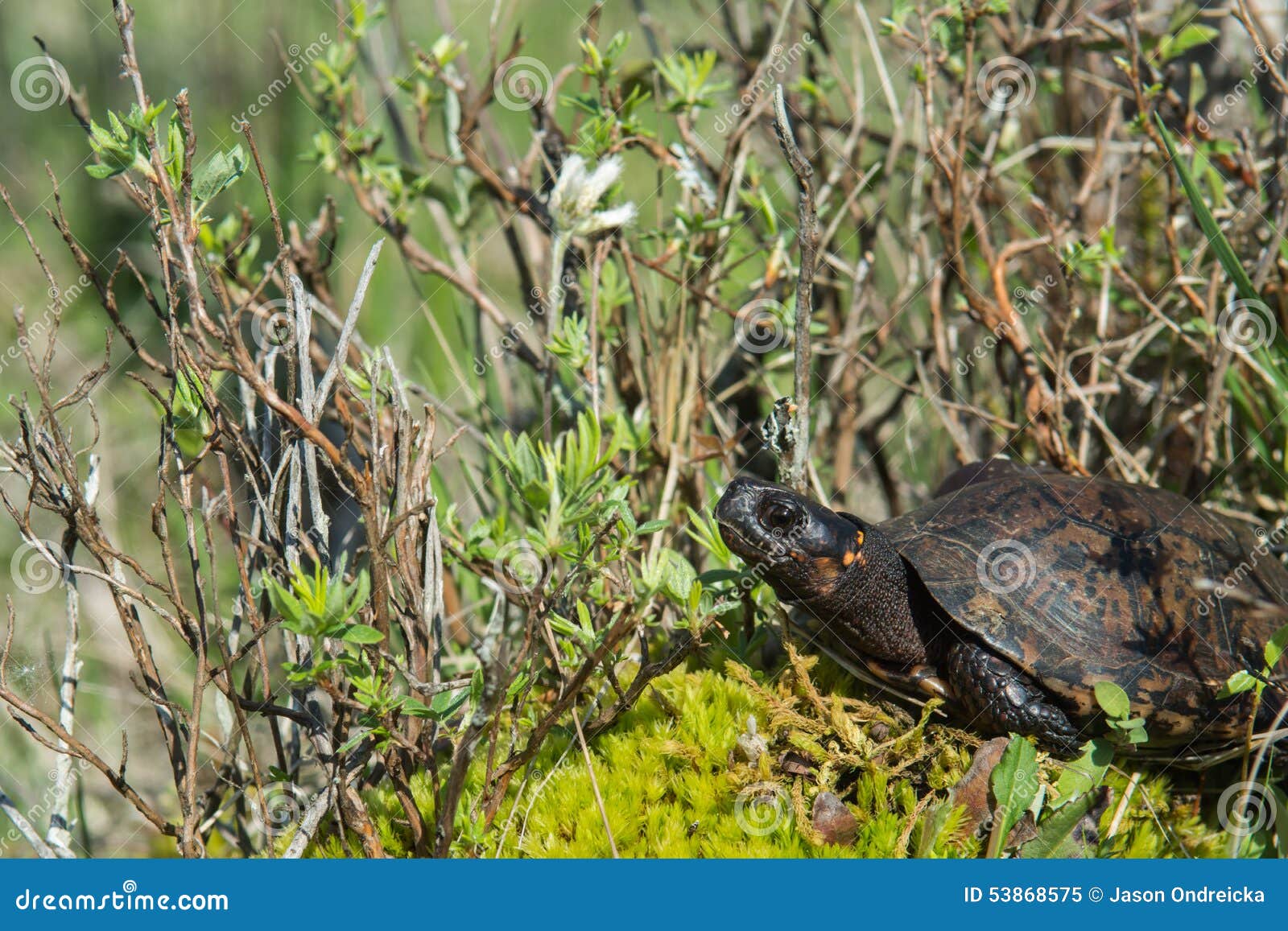 Bog Turtle stock image. Image of grazing, carpace, grass - 53868575
