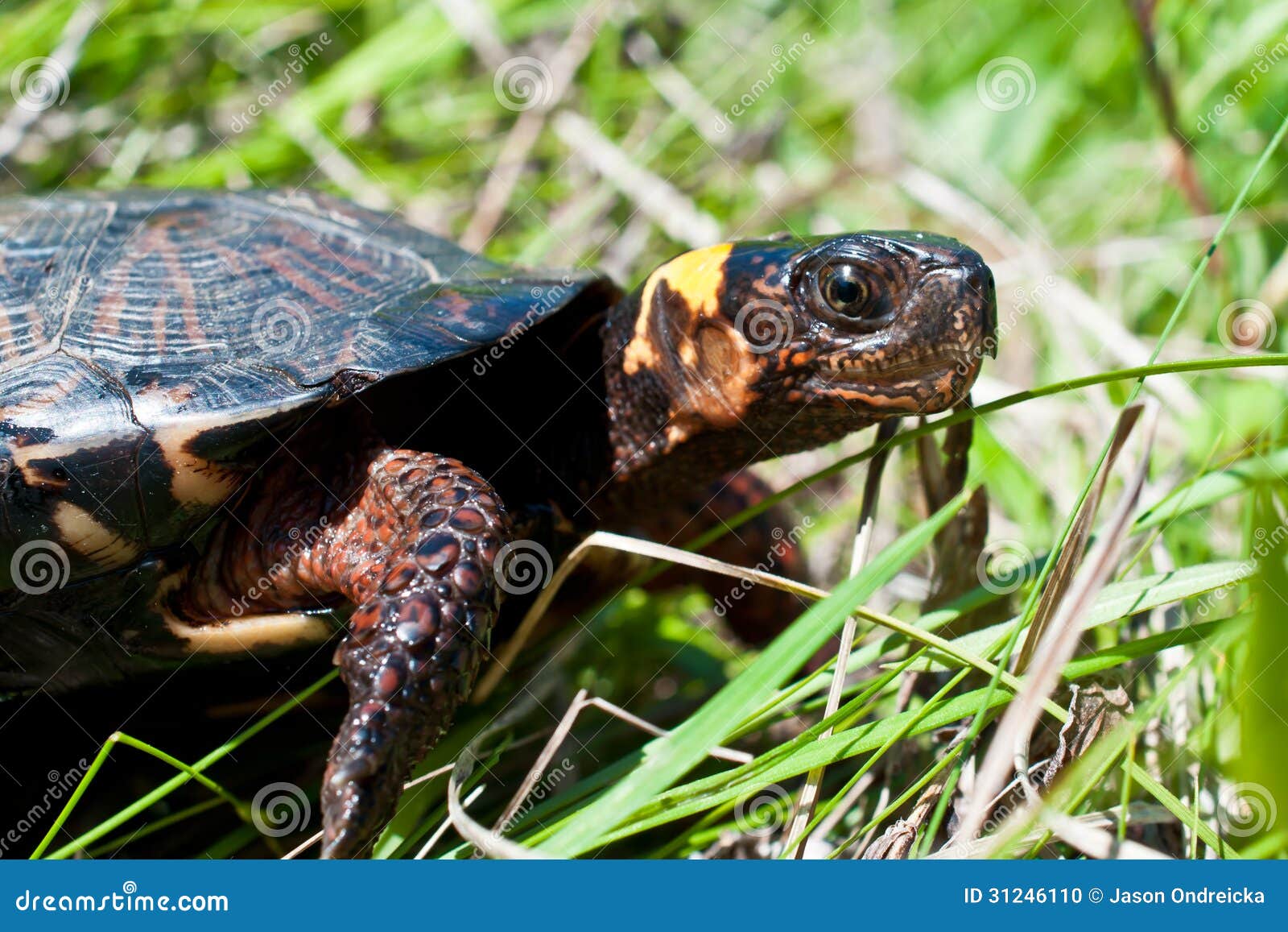 Bog Turtle stock photo. Image of eyes, adorable, declining - 31246110