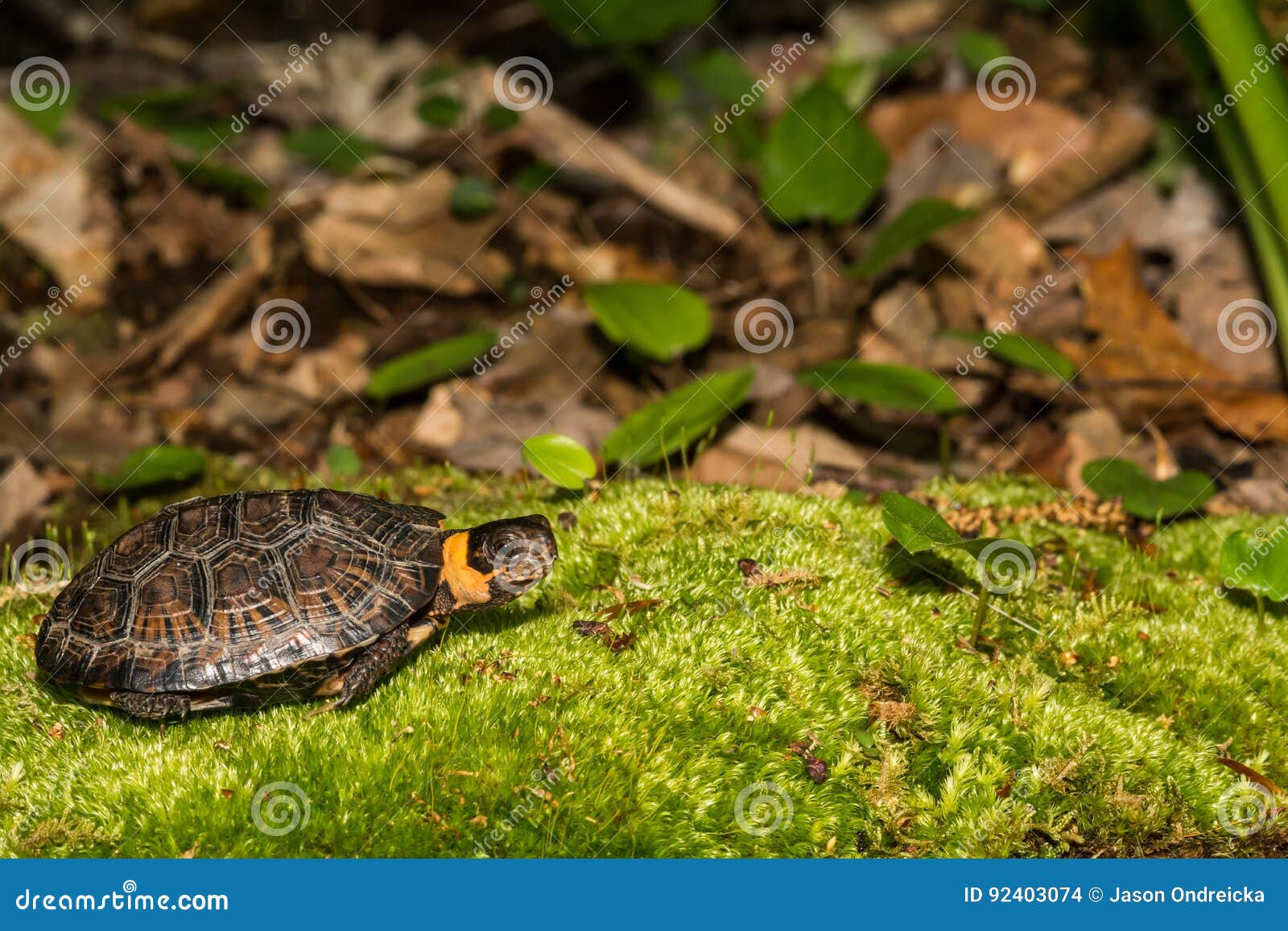 Bog Turtle stock photo. Image of orange, nature, biodiversity - 92403074