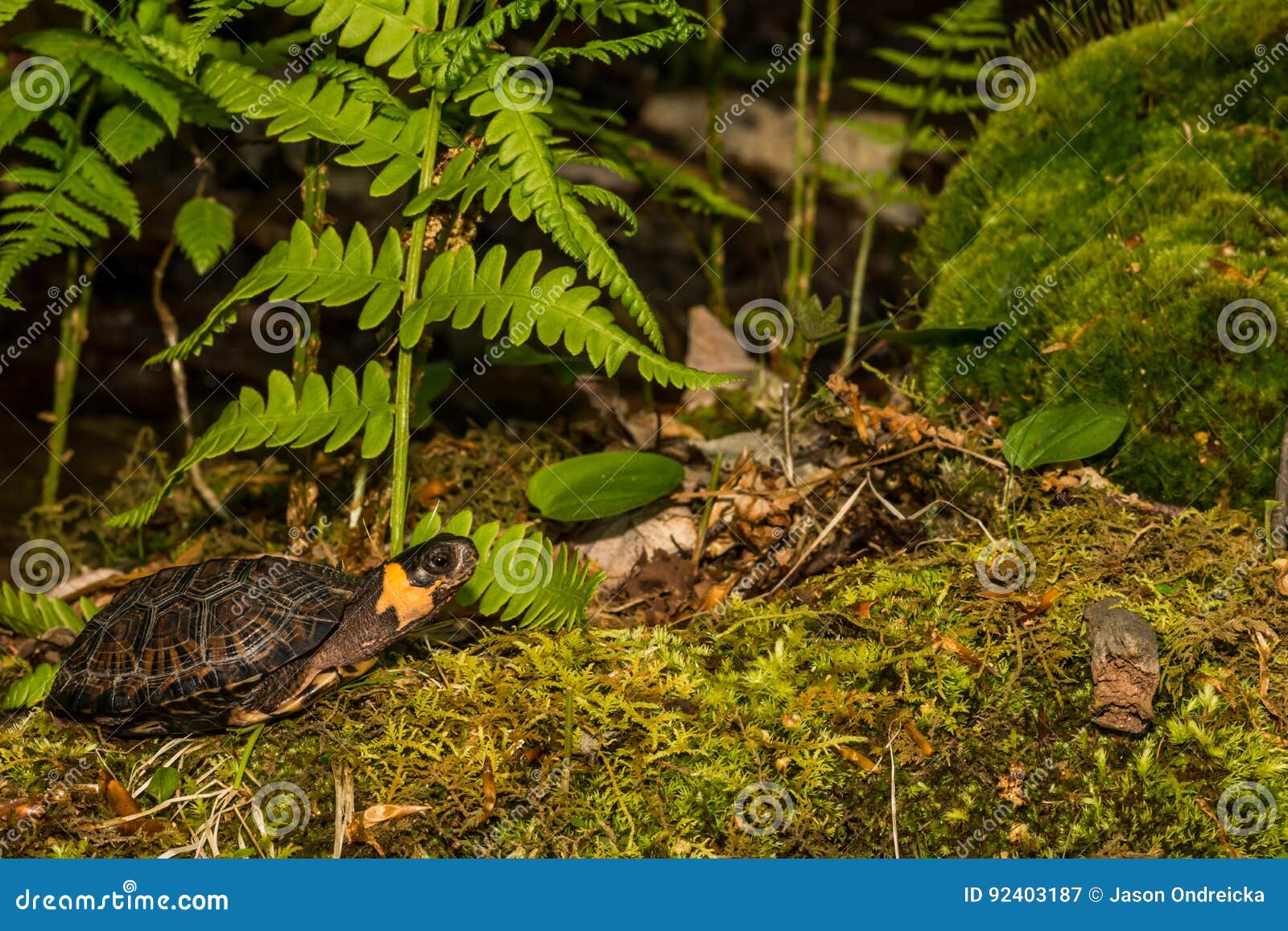 Bog Turtle stock image. Image of cute, conservation, ecology - 92403187