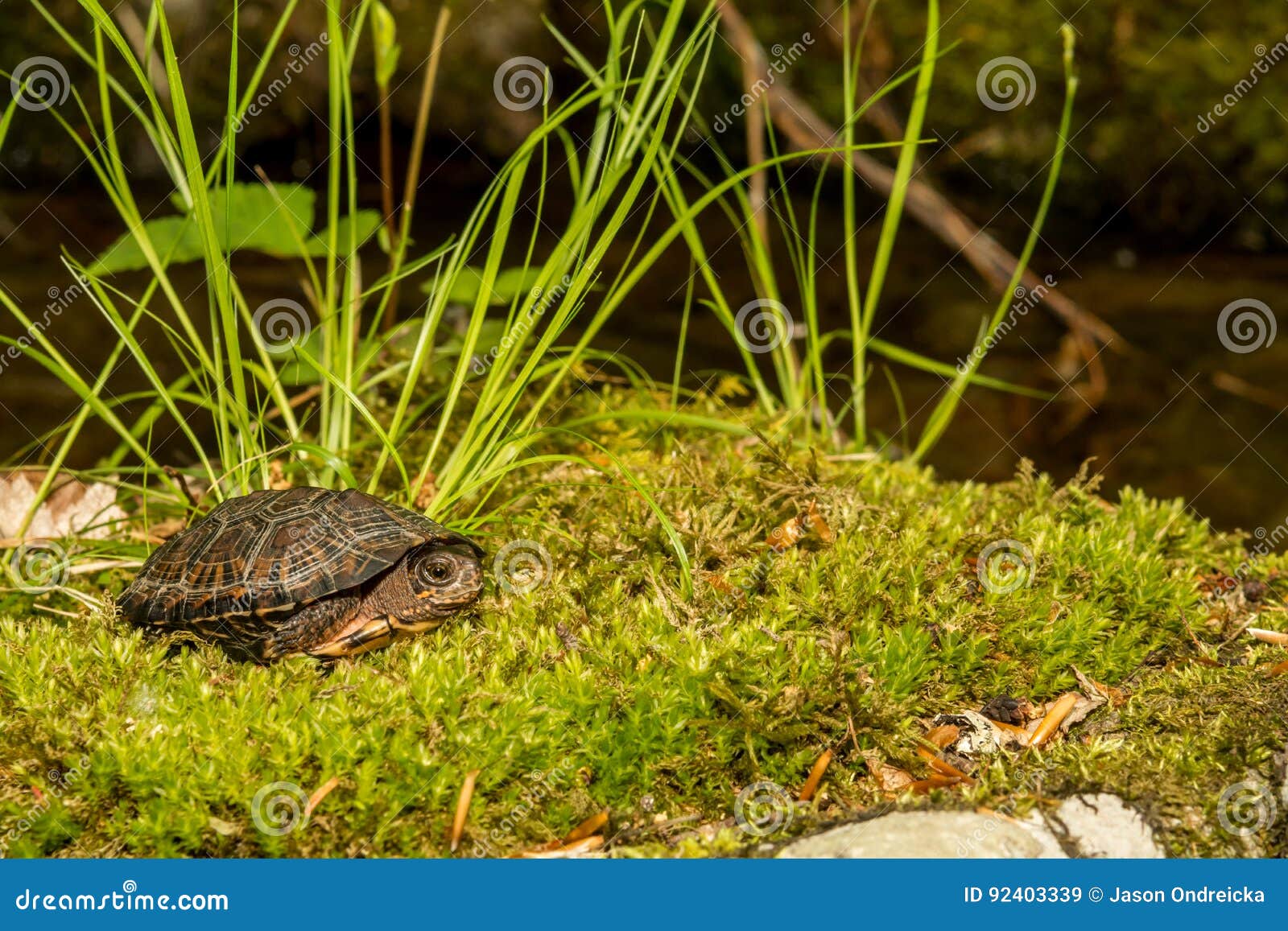 Bog Turtle stock image. Image of markings, glyptemys - 92403339