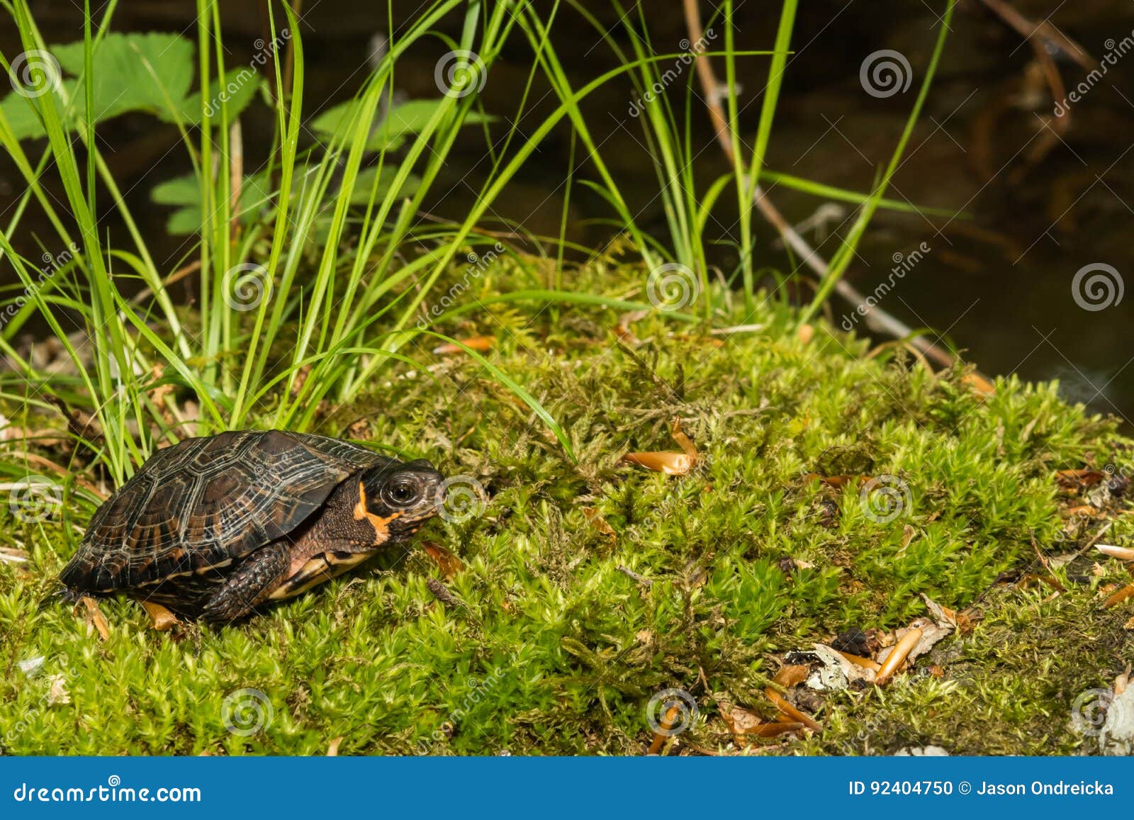 Bog Turtle stock photo. Image of biology, animal, muhlenbergii - 92404750