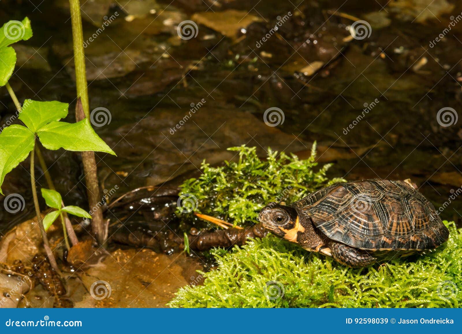Bog Turtle stock image. Image of habitat, juvenile, ecology - 92598039