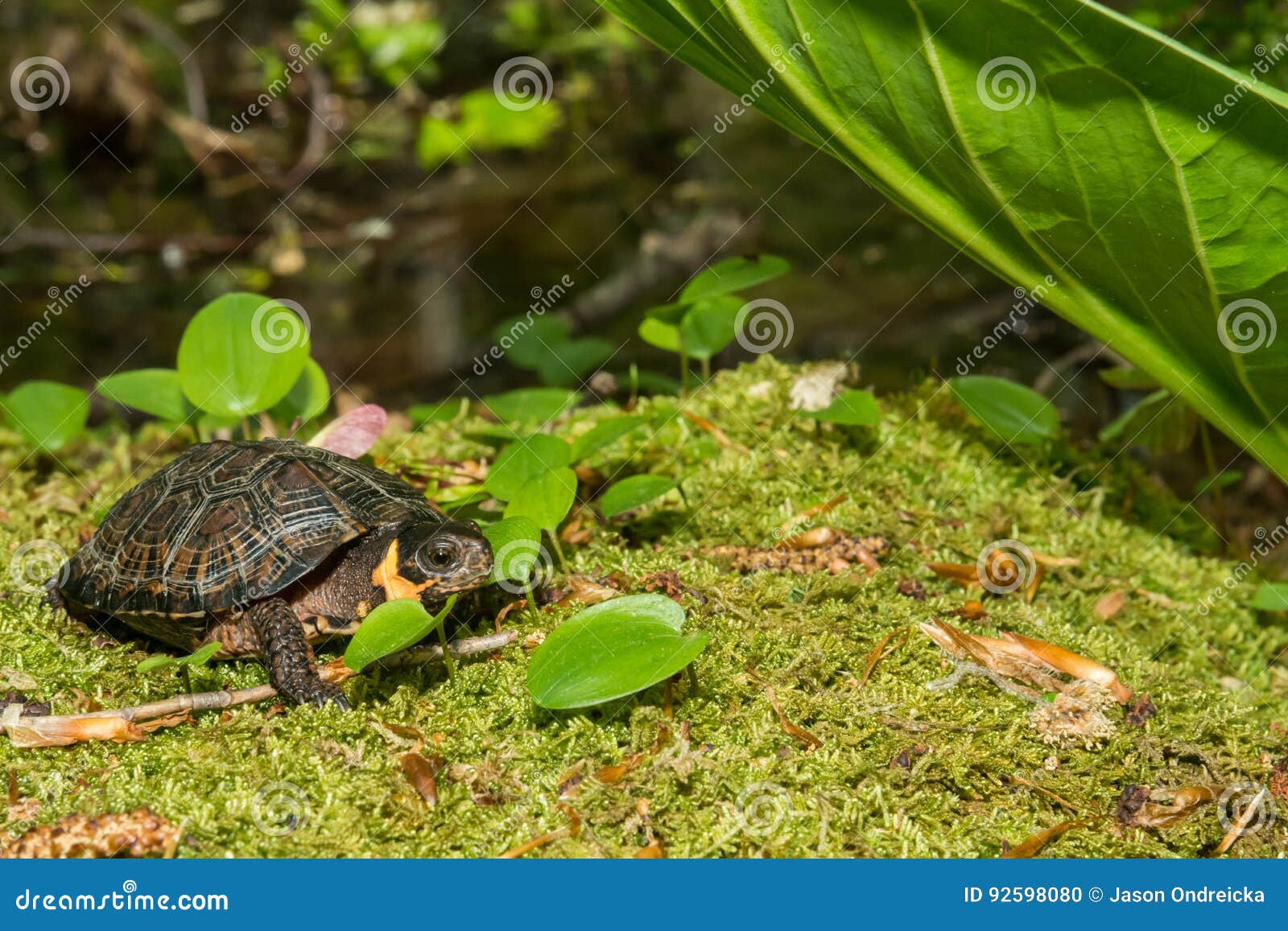 Bog Turtle stock photo. Image of amazing, glyptemys, conservation ...
