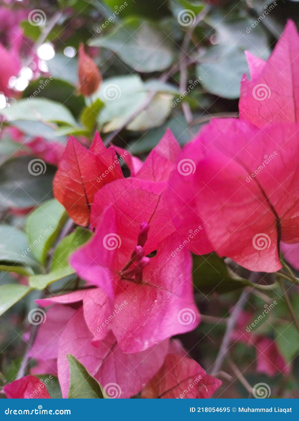 Bogan vel flower stock image. Image of pink, color, beautiful - 218054695