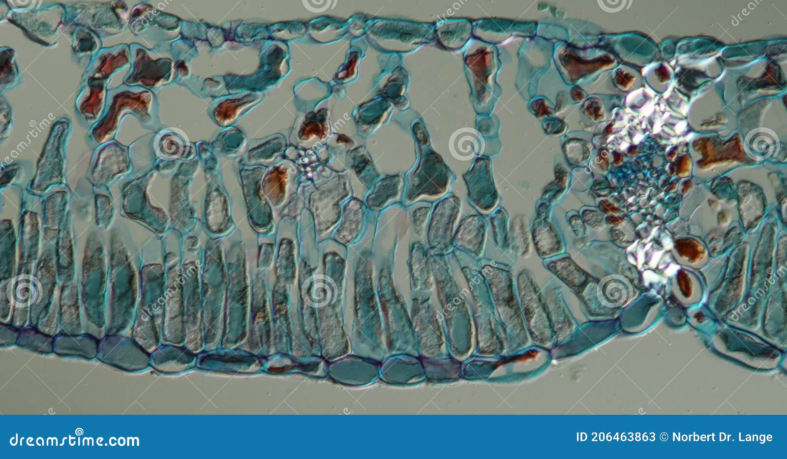 Bogberry tissue stock video. Video of tissue, research - 206463863