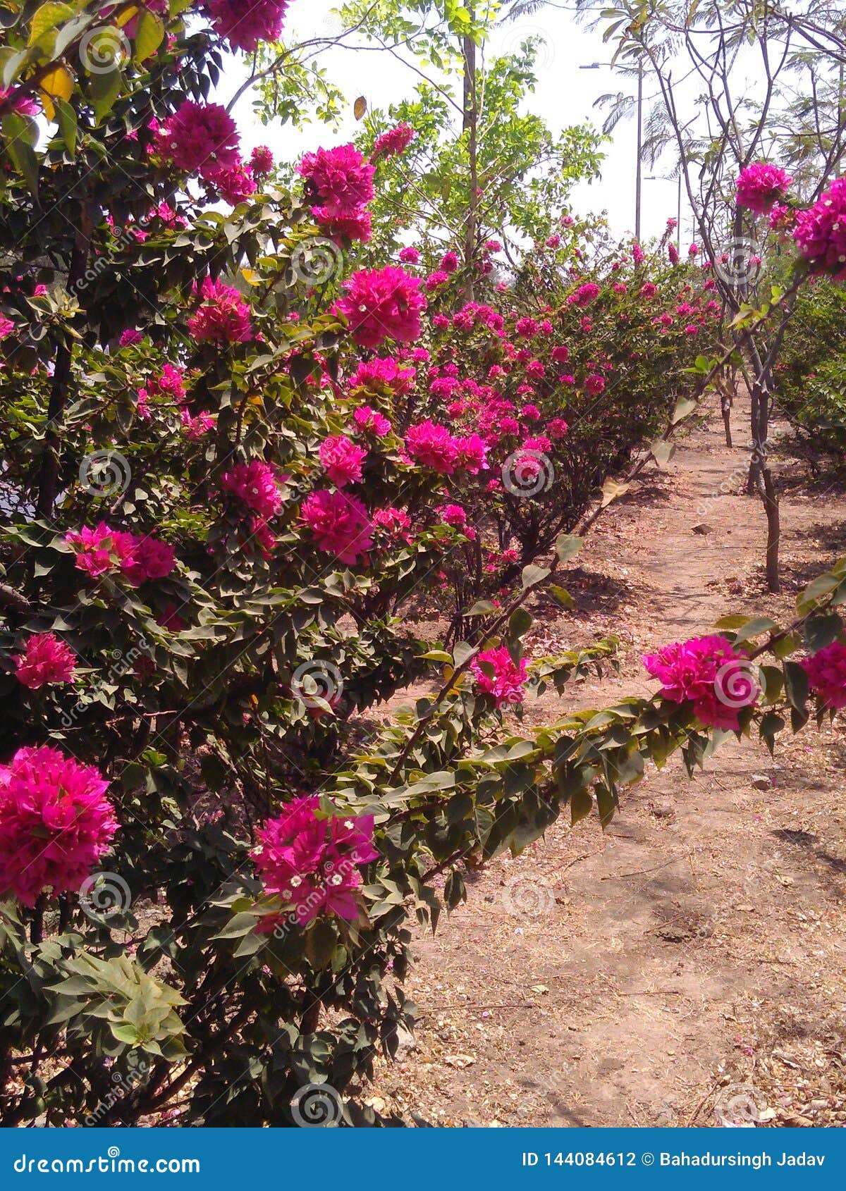 Bogenvelia Flower stock photo. Image of garden, pink - 144084612