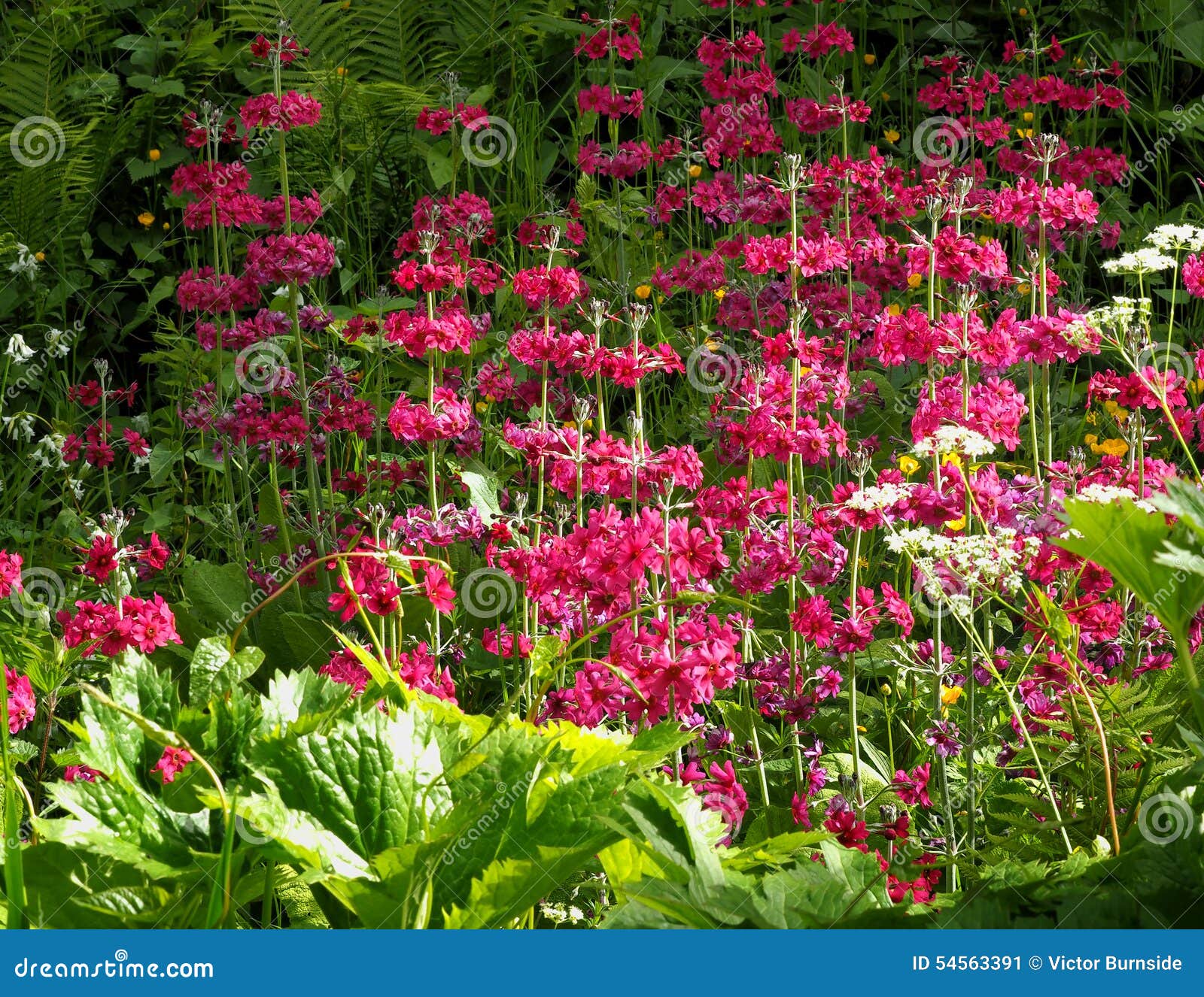 Boggarden stock image. Image of wetland, plants, pink - 54563391
