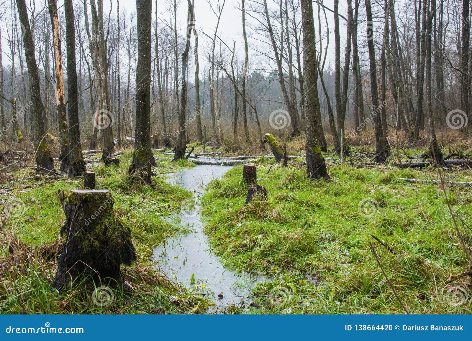 Boggy Forest Vegetation, Plants, Grass, Moss In The Rain, Autumn ...