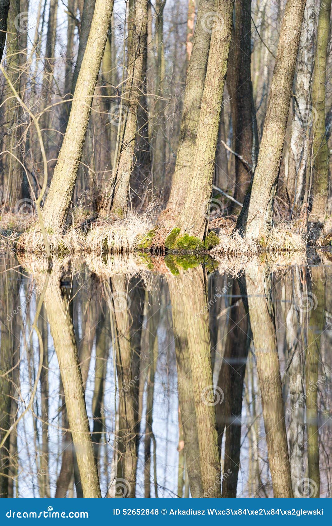 Boggy ground stock photo. Image of brook, reflection - 52652848