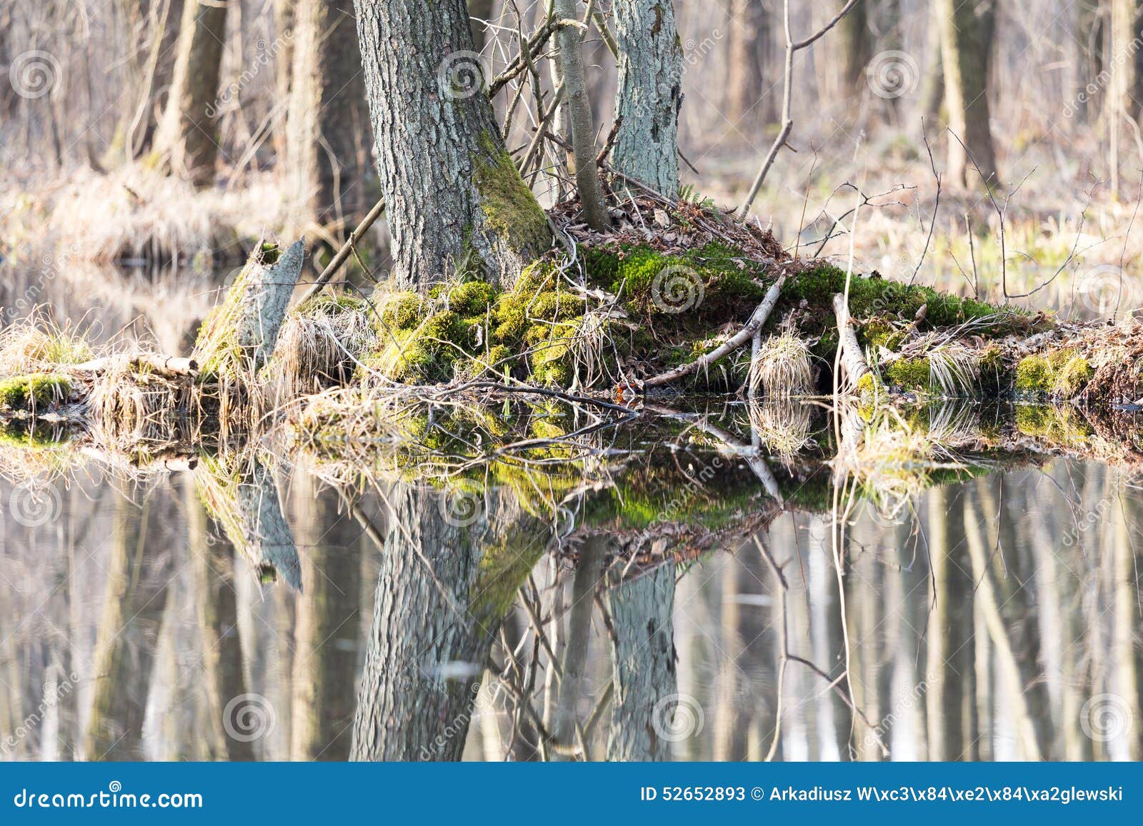 Boggy ground stock image. Image of flow, brook, wild - 52652893