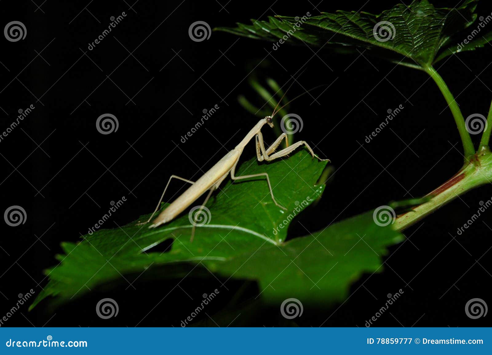 Bogomol stock afbeelding. Image of nuttig, beten, bizar - 78859777