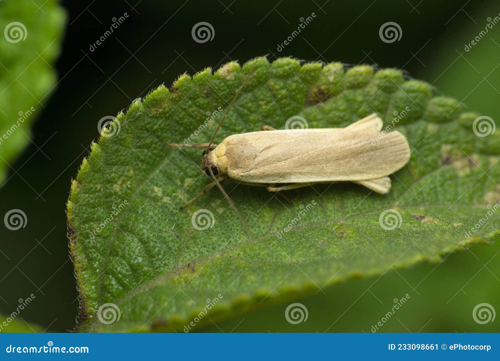 Bogong Moth Species, Satara, Maharashtra Stock Image - Image of species ...