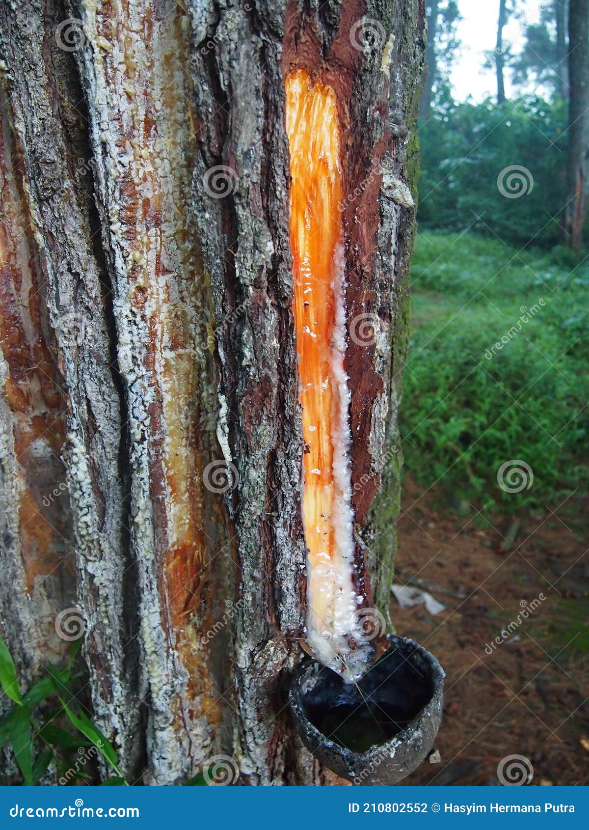 Bogor, Indonesia December 15, 2020: Pine Sap Tapping Process Stock ...