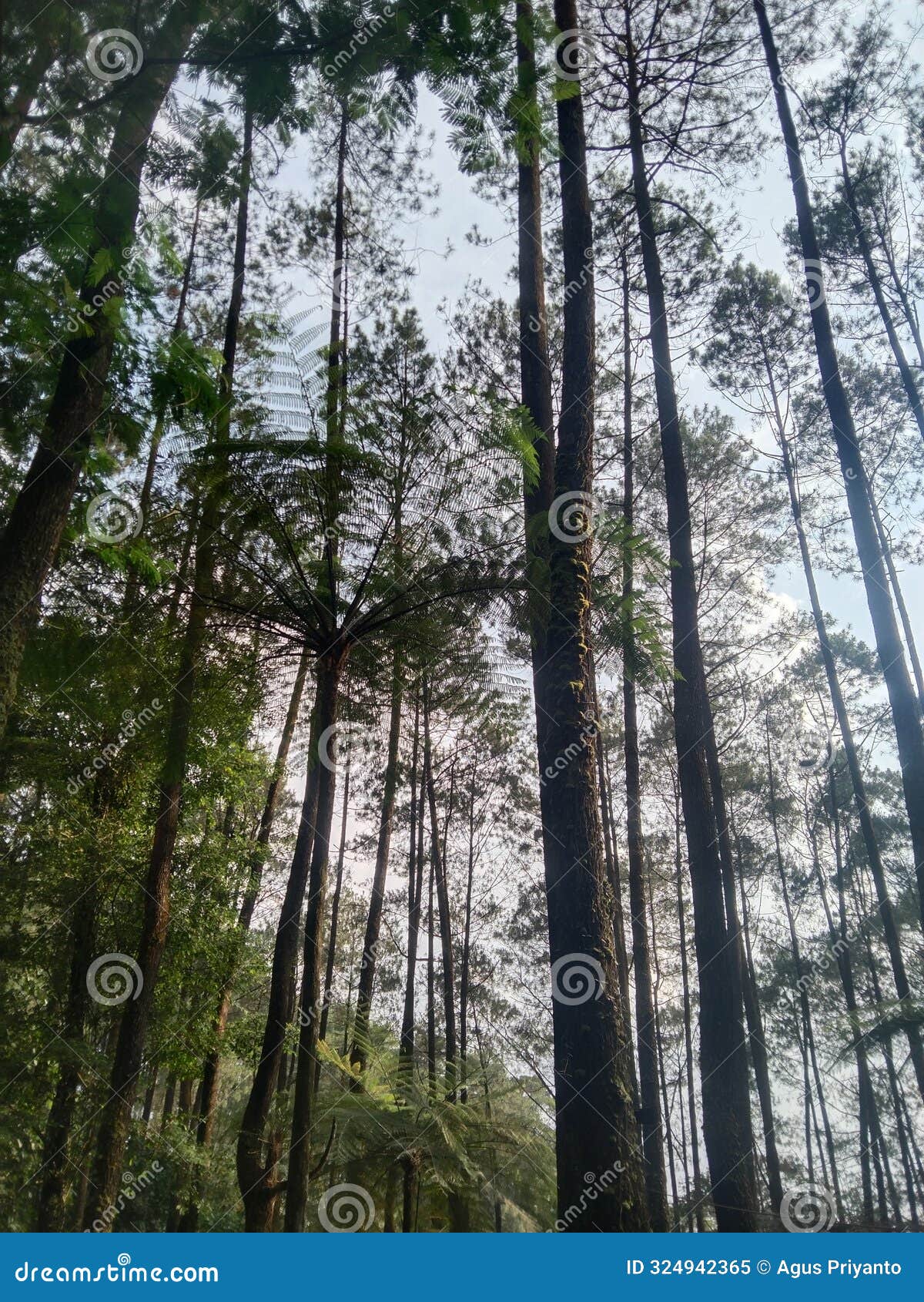 Bogor Mega Mendung Forest Area Stock Image - Image of area, mendung ...
