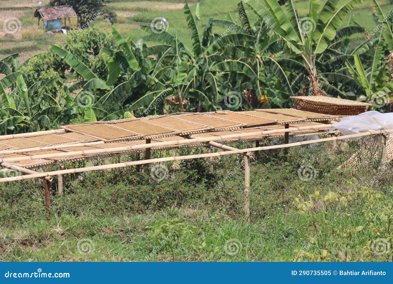 Chips Drying in the Sun during the Day Editorial Image - Image of tree ...