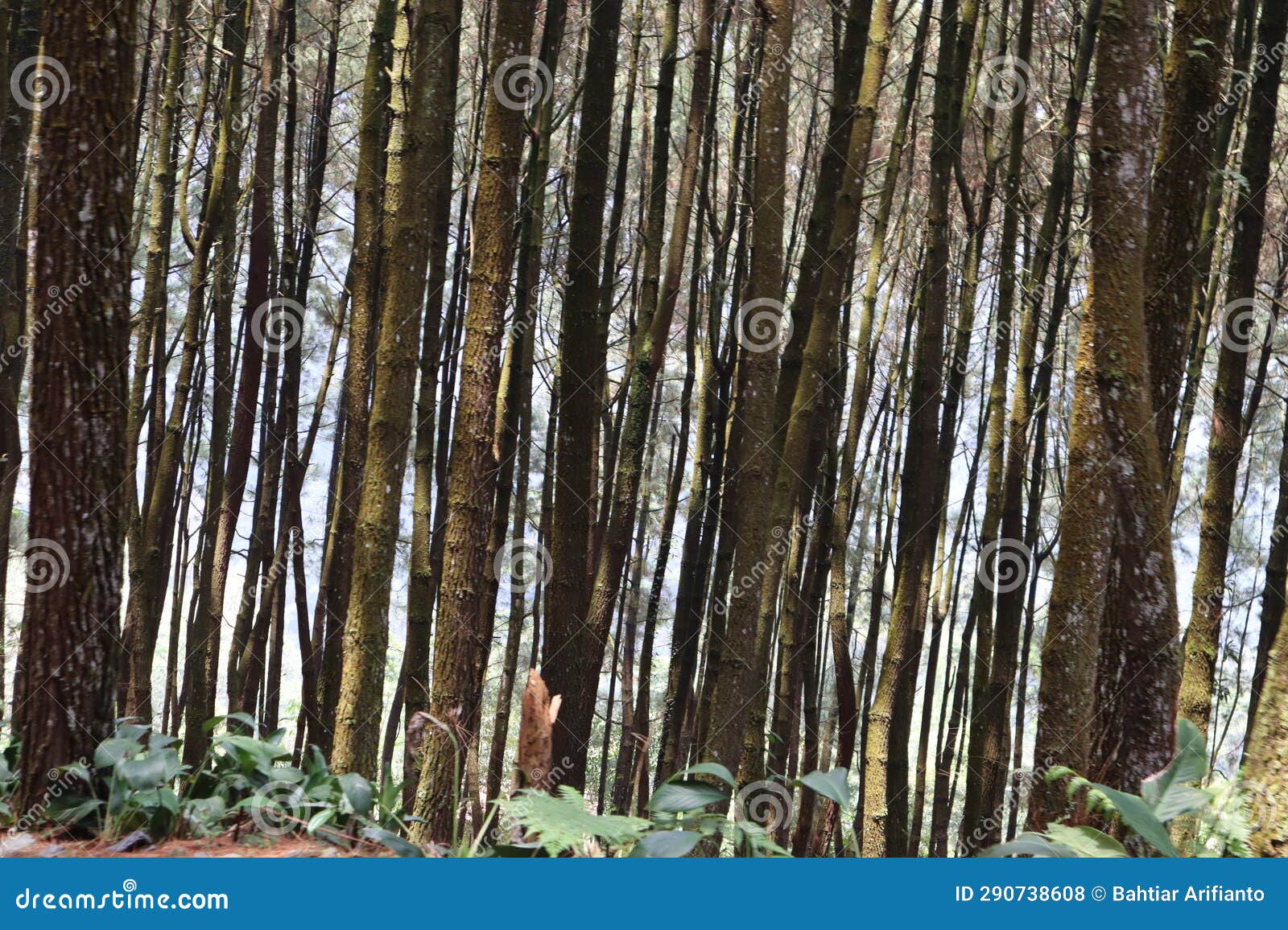 Thousands of Trees during the Day Editorial Stock Photo - Image of ...