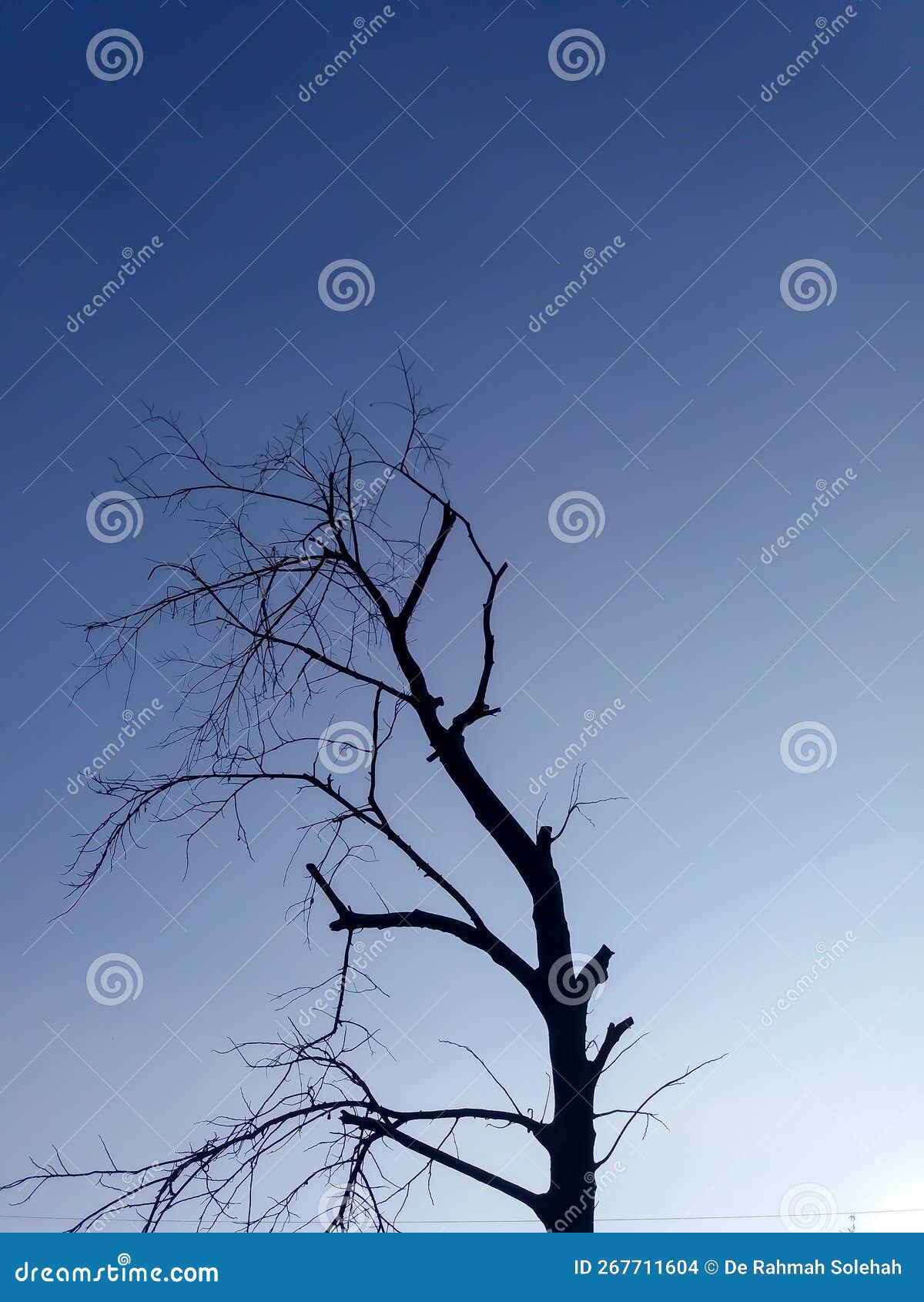 Bogor, West Java, Indonesia - June 18, 2018 : Soursop Tree that Has ...