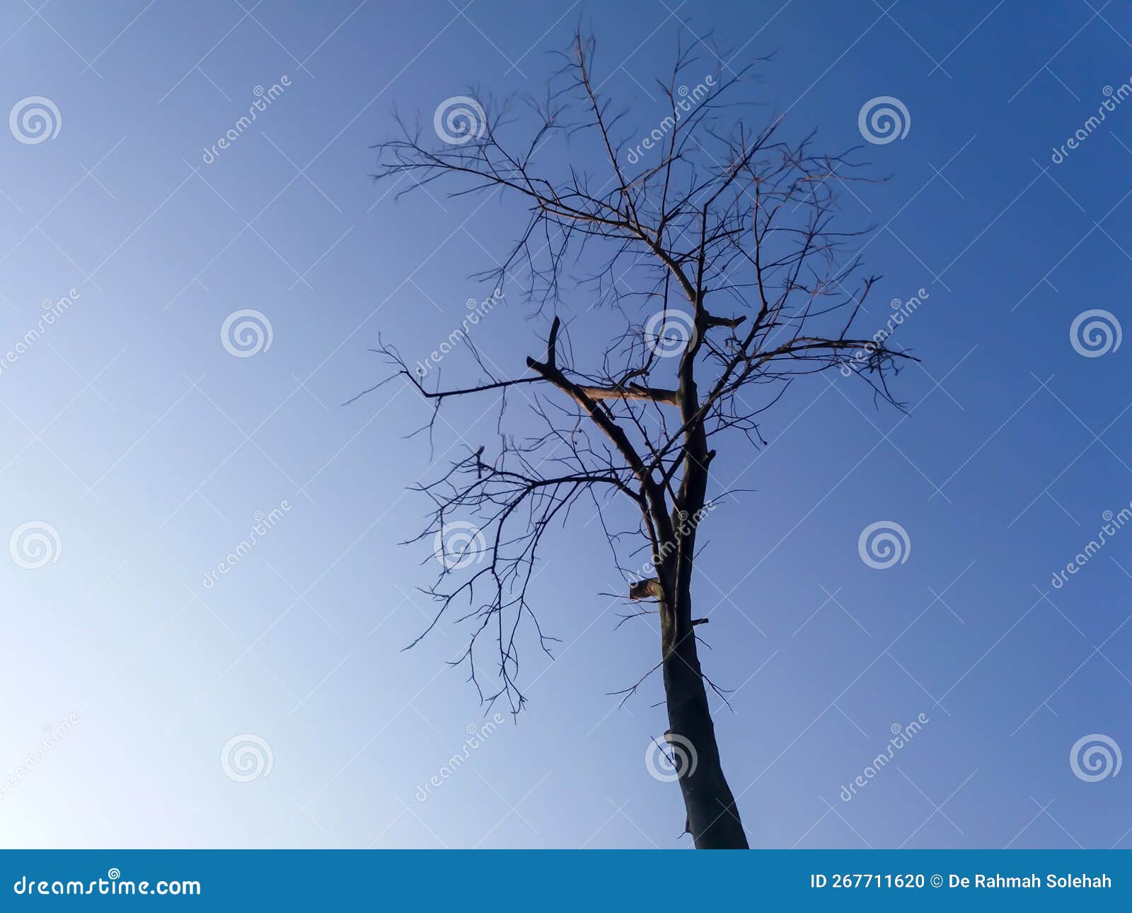 Bogor, West Java, Indonesia - June 18, 2018 : Soursop Tree that Has ...