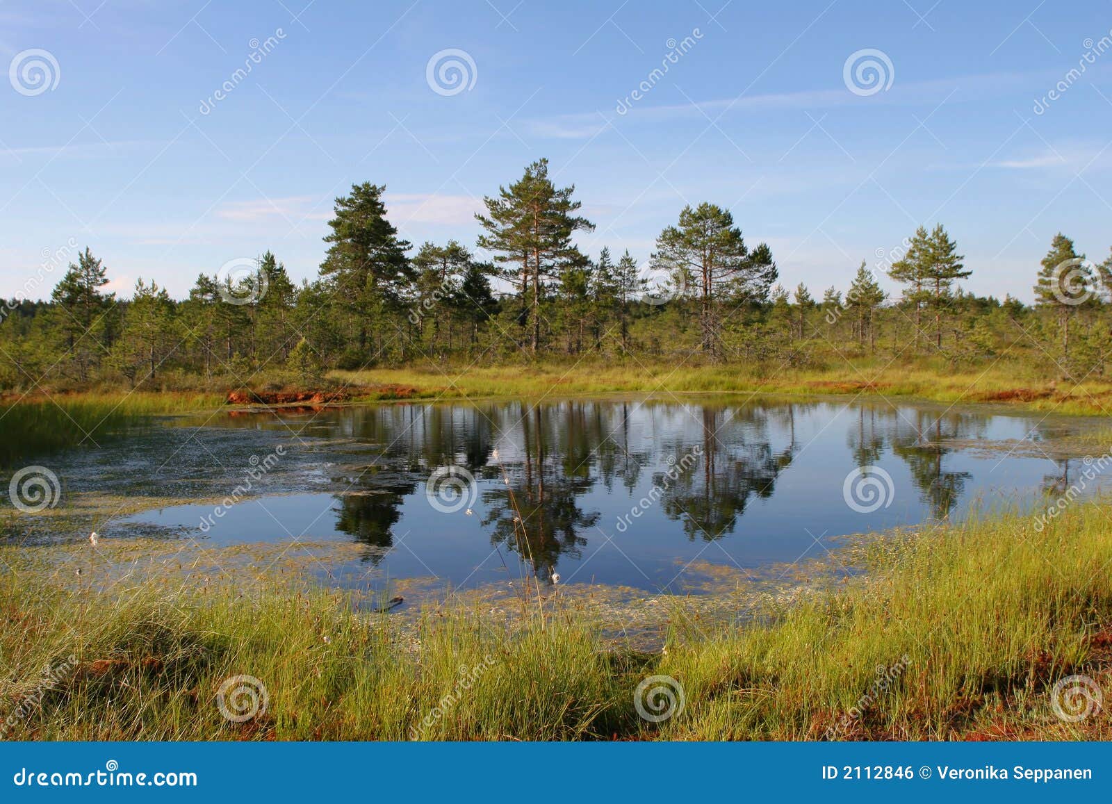 On bogs stock photo. Image of mire, grass, nature, forest - 2112846