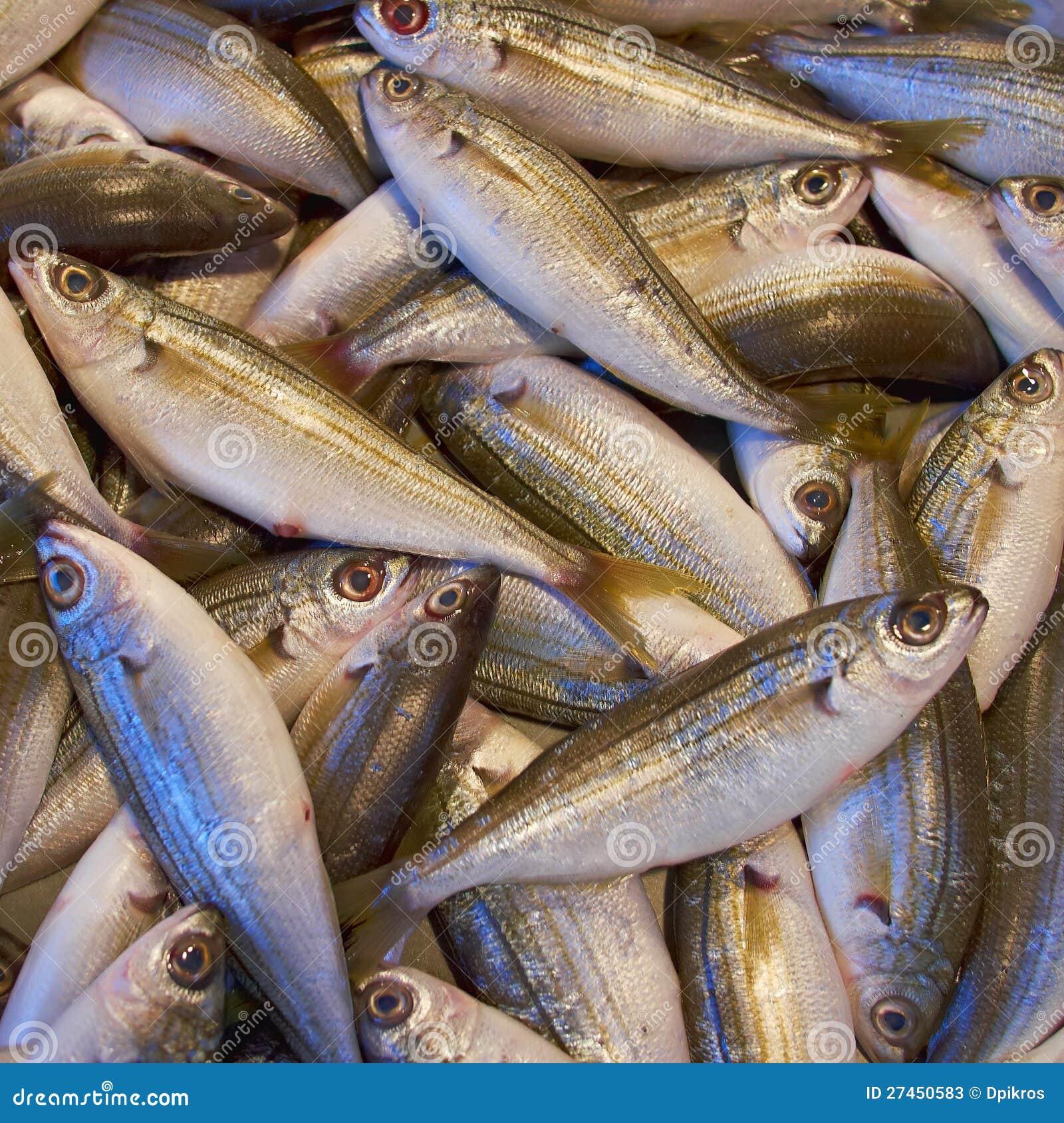 Bogue Fish Also Known As Boops. A Fish Caught On A Fishing Rod Off The ...