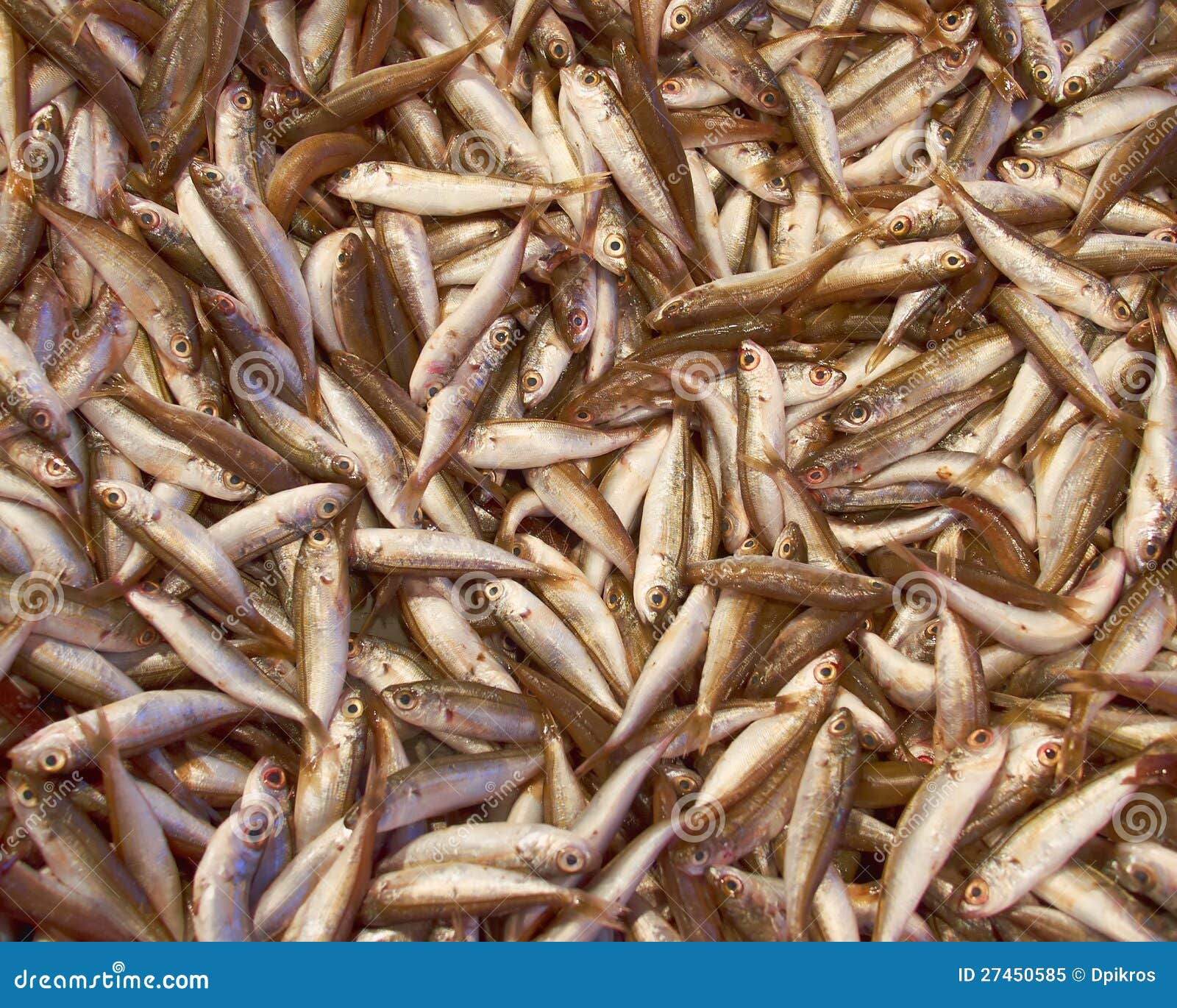 Bogue fish catch for sale stock image. Image of healthy - 27450585