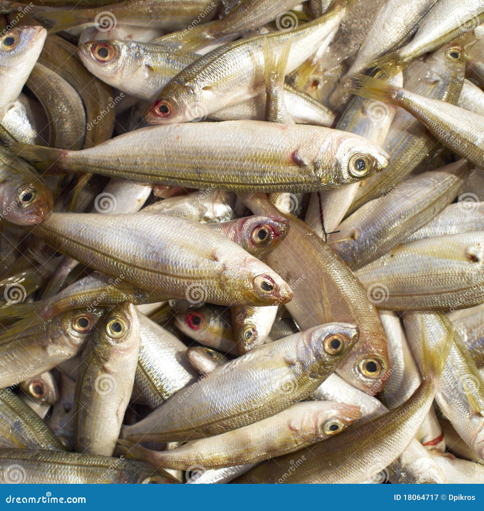 Bogue Fish Also Known As Boops. A Fish Caught On A Fishing Rod Off The ...