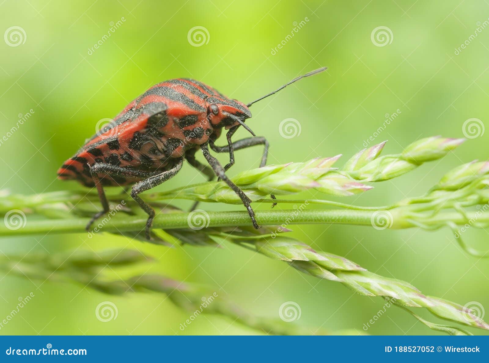Bogue photo stock. Image du fermer, oeil, biologie, insectes - 188527052