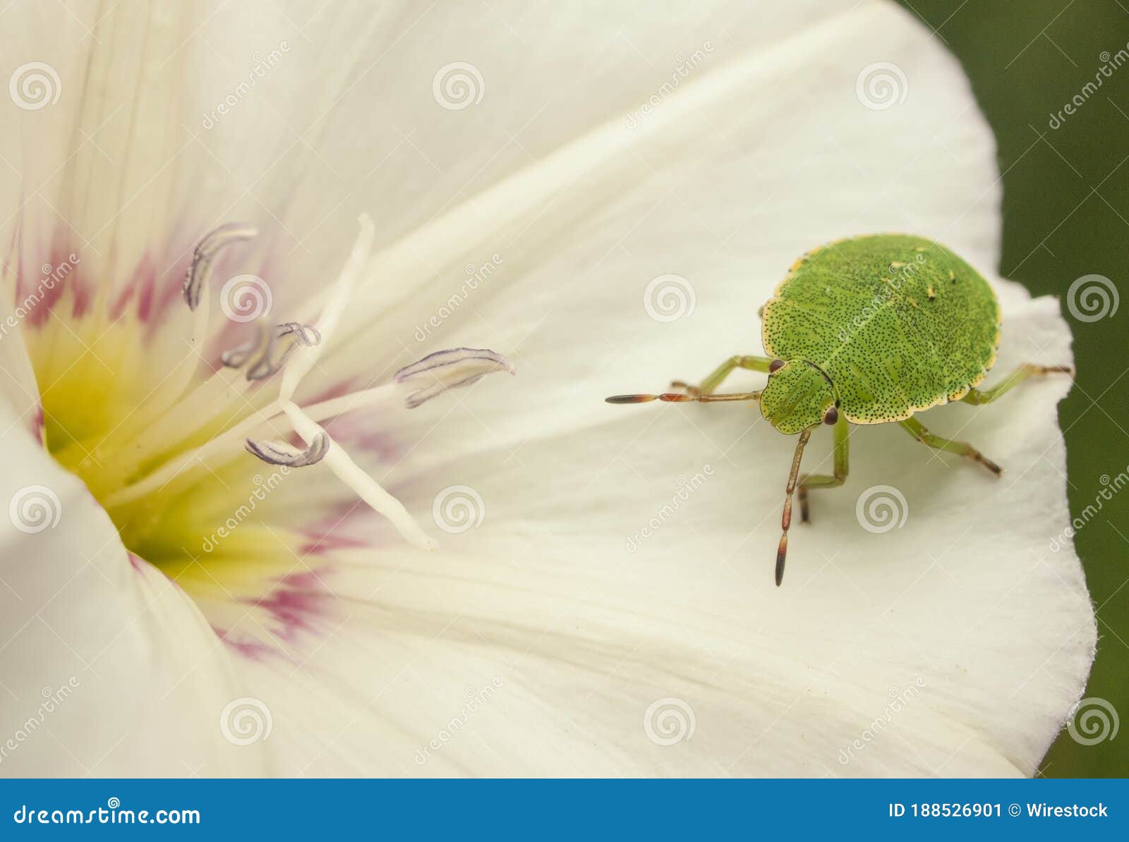 Bogue image stock. Image du fermer, normal, entomologie - 188526901