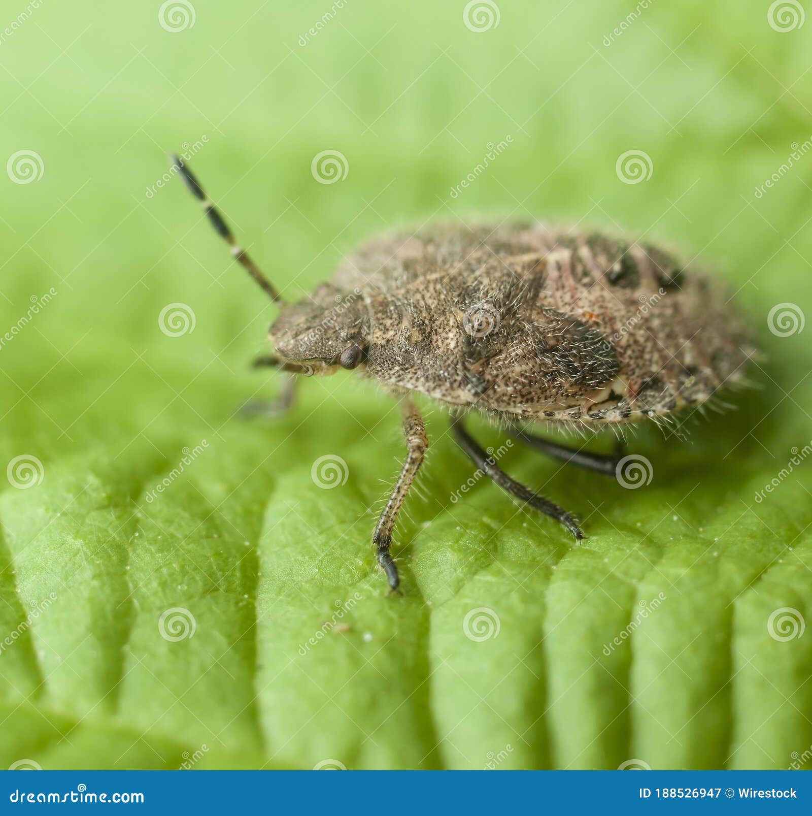 Bogue image stock. Image du ressort, biologie, anomalie - 188526947