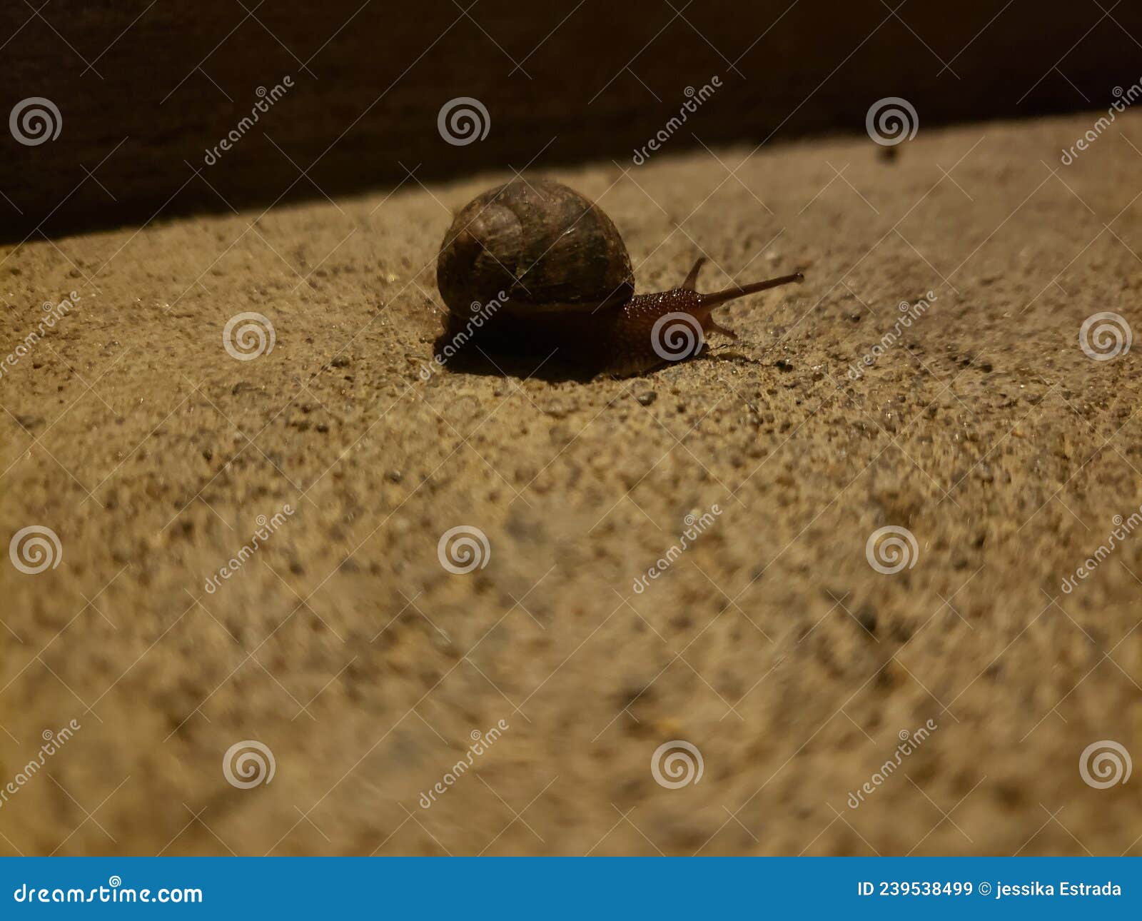 Bogue Nocturne De L'escargot Lent Image stock - Image du escargot ...